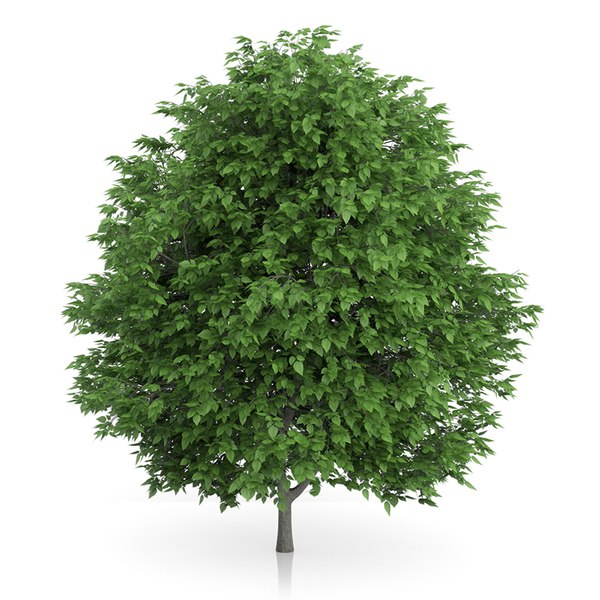 Southern Catalpa 3D Models for Download | TurboSquid