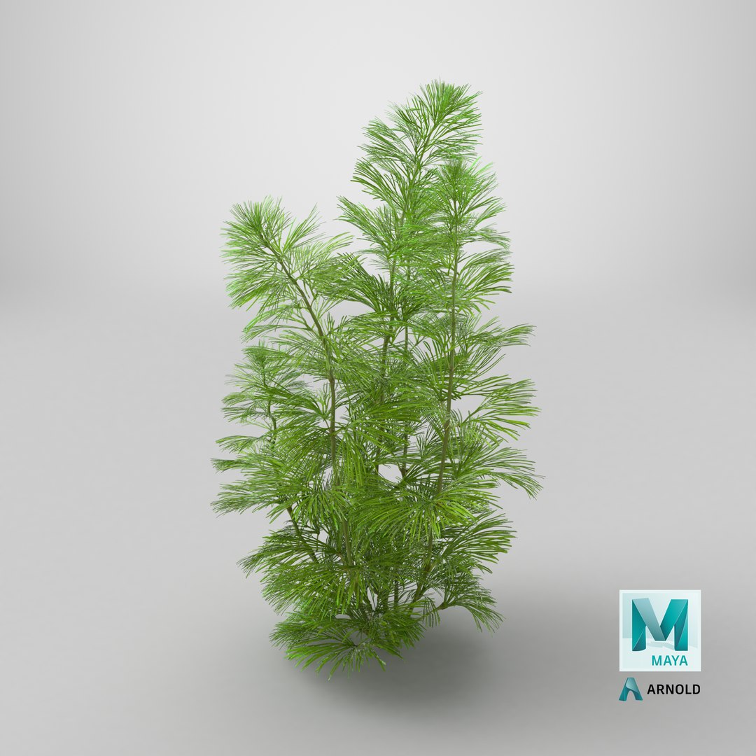 3D Cabomba Caroliniana Aquarium Plant Model - TurboSquid 2151636