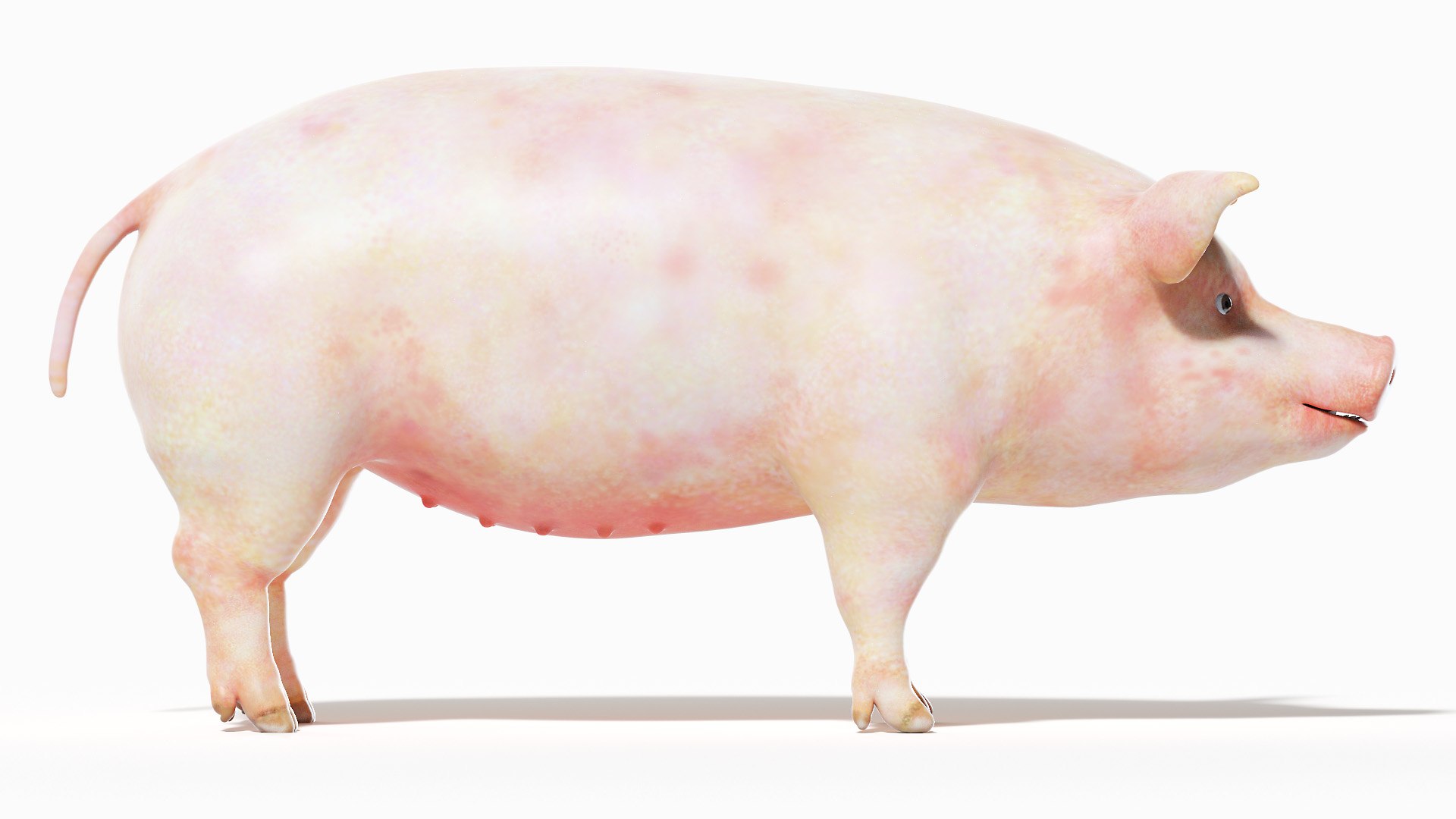 Pig Body And Skeleton Static 3D Model - TurboSquid 1762642