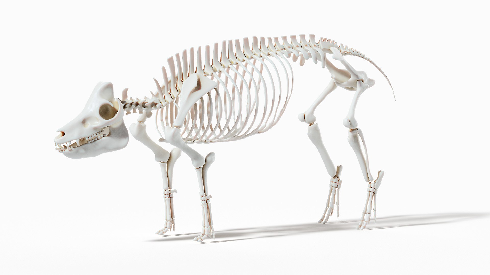 Pig Body And Skeleton Static 3D Model - TurboSquid 1762642