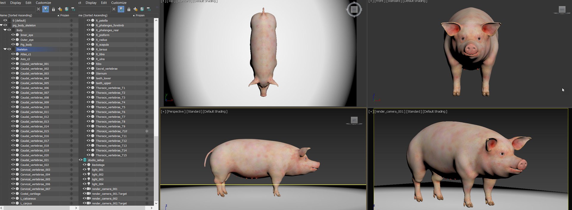 Pig Body And Skeleton Static 3D Model - TurboSquid 1762642