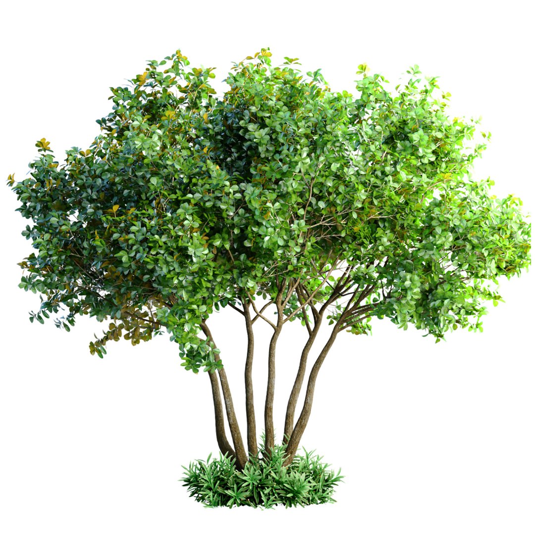 3D Outdoor Garden Plant Tree Shrub - TurboSquid 2164564