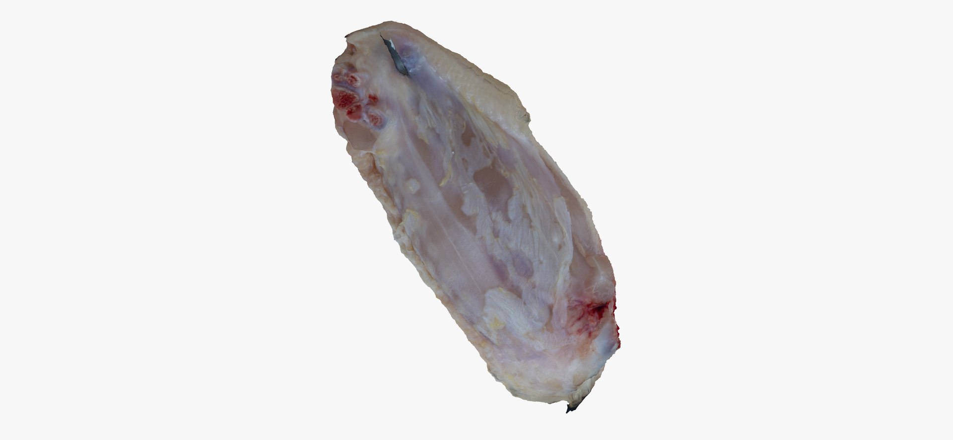 Chicken Wing 01 RAW Scan 3D model - TurboSquid 1819810