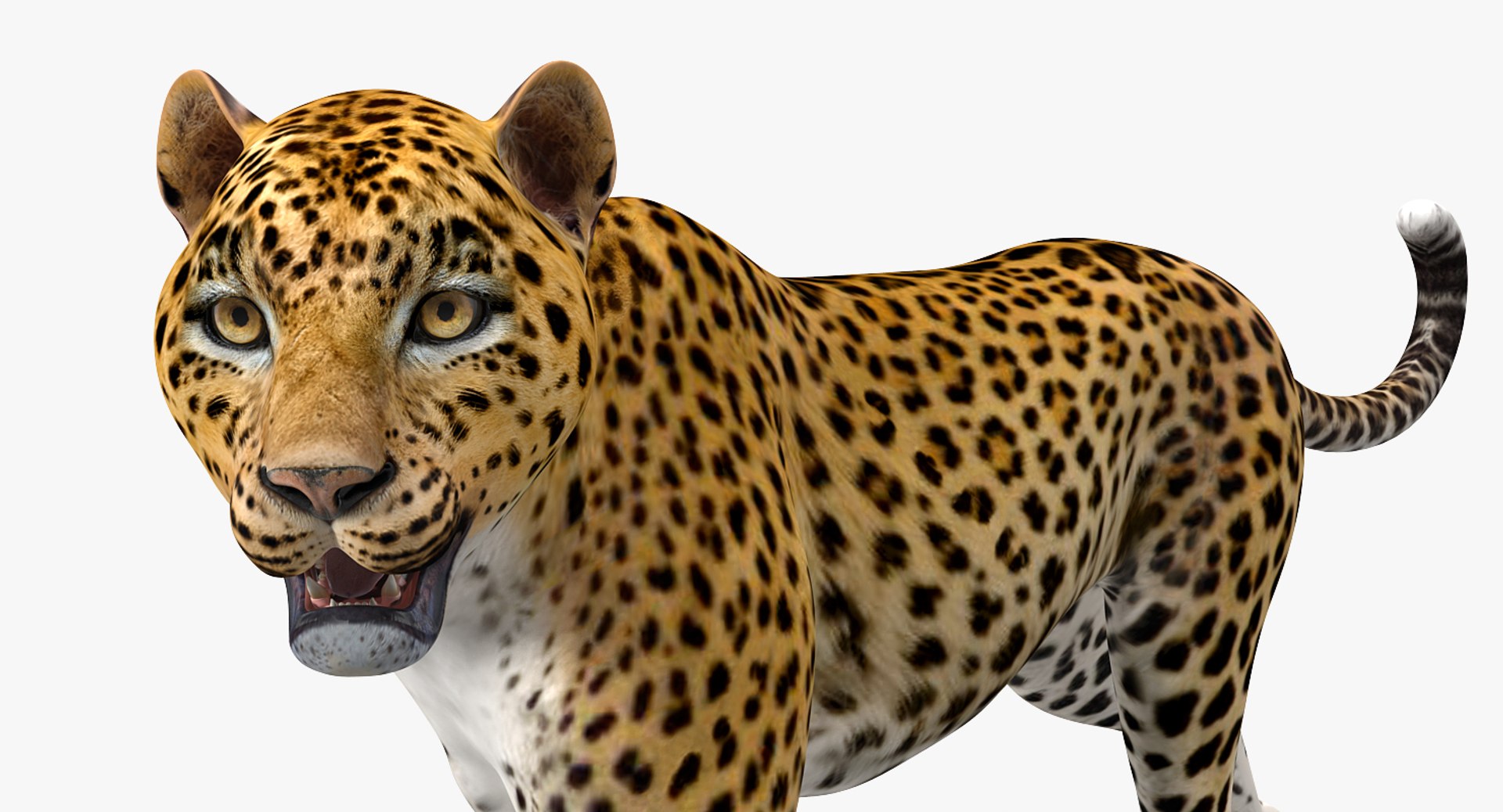 3D Leopard Rigged Animate - TurboSquid 1323679