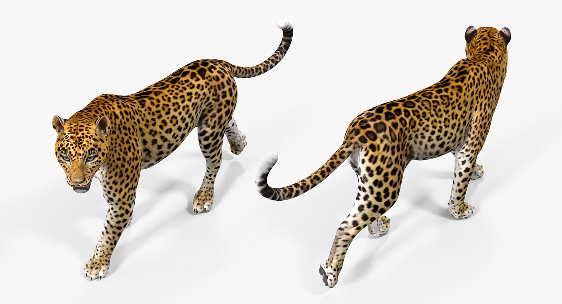 3D Leopard Rigged Animate - TurboSquid 1323679