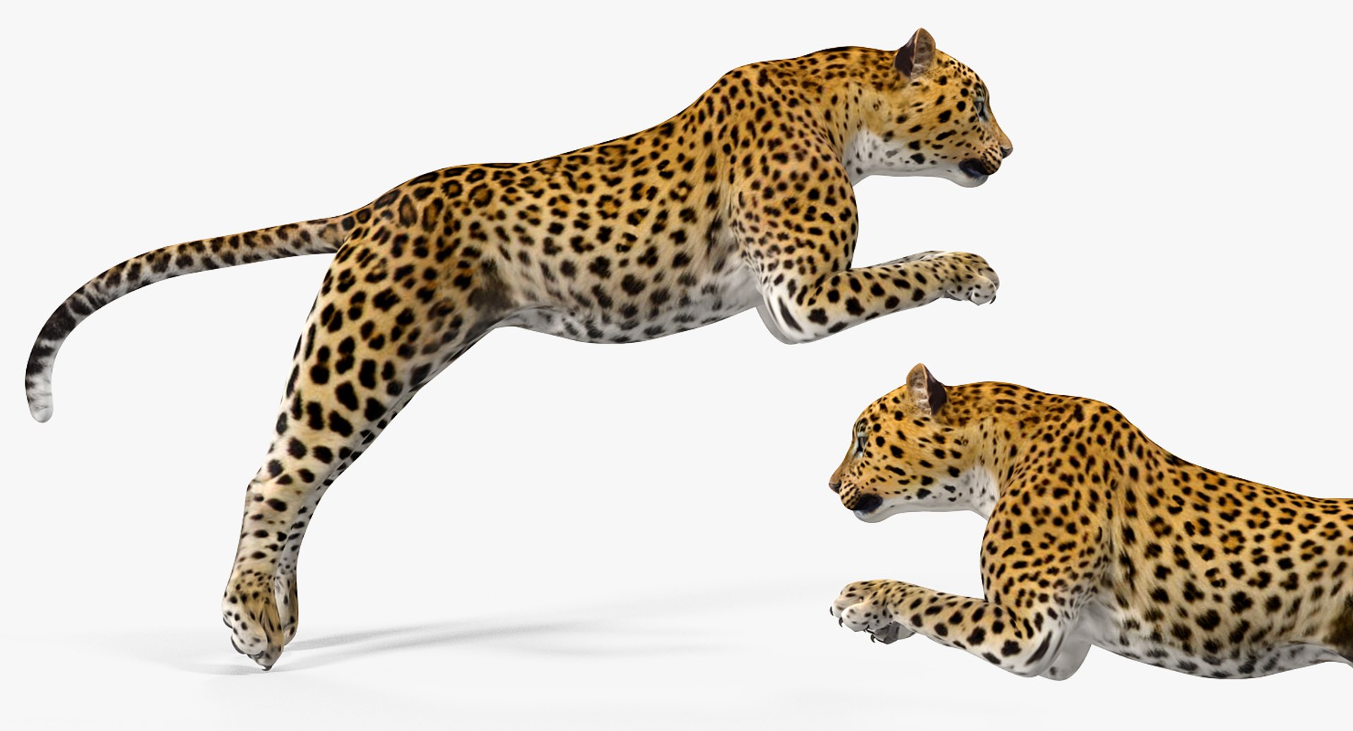 3D Leopard Rigged Animate - TurboSquid 1323679