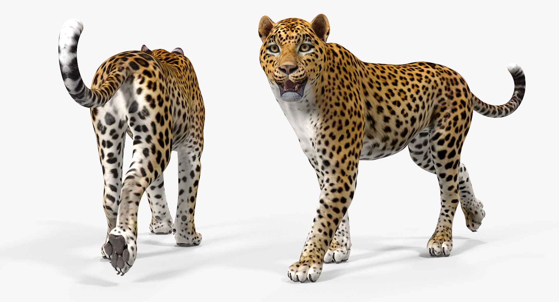 3D Leopard Rigged Animate - TurboSquid 1323679