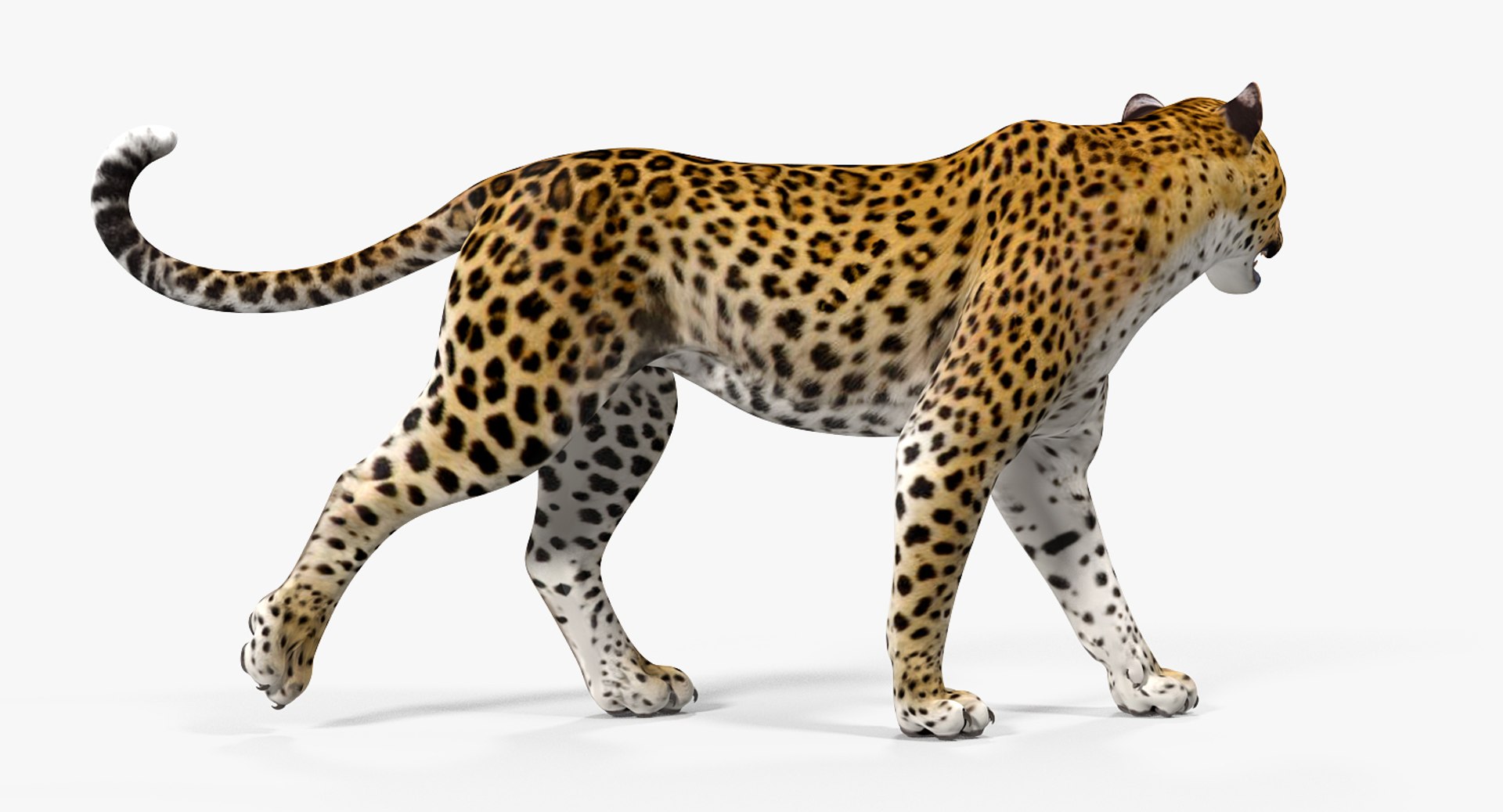 3D Leopard Rigged Animate - TurboSquid 1323679