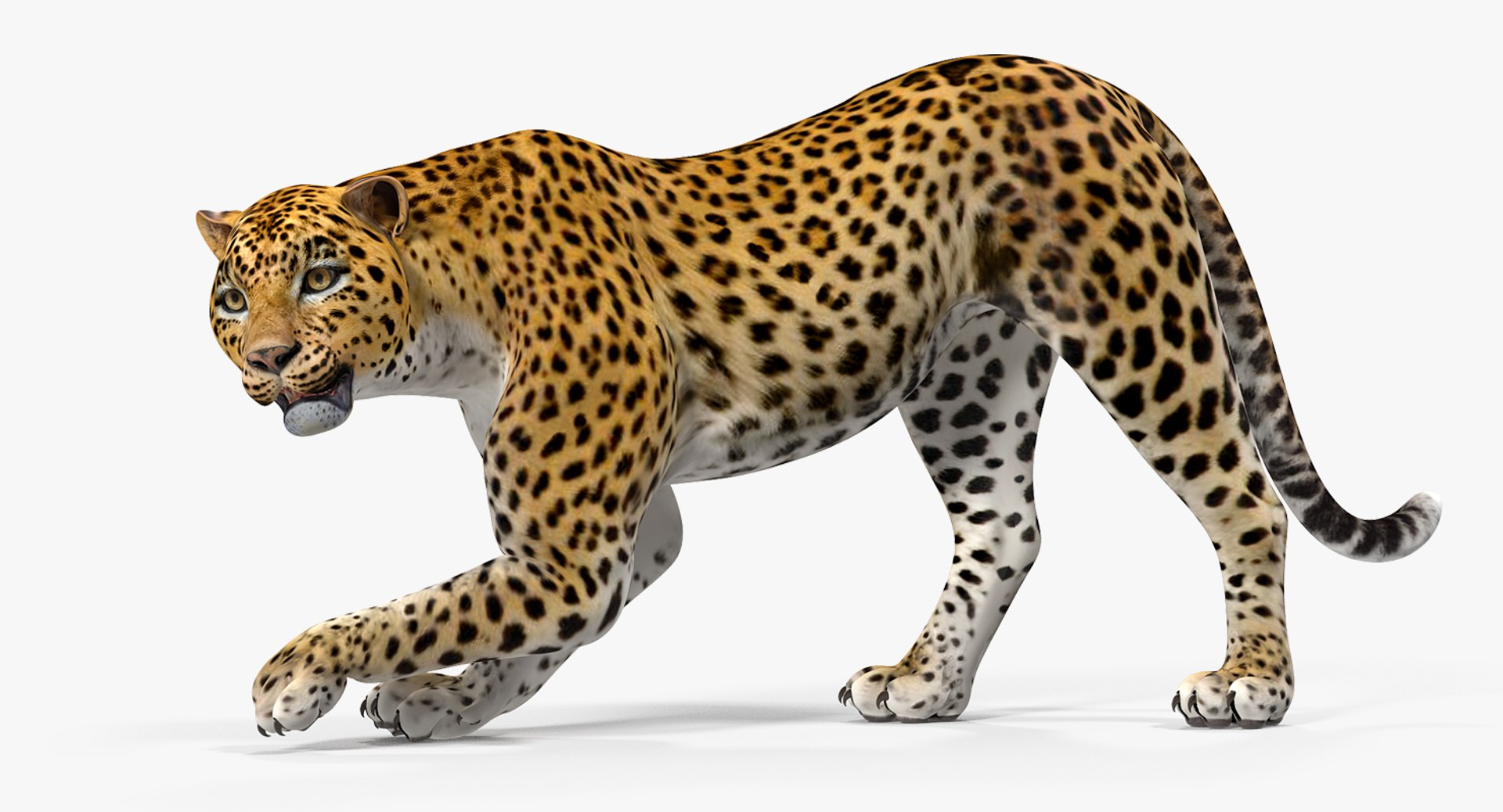 3D Leopard Rigged Animate - TurboSquid 1323679