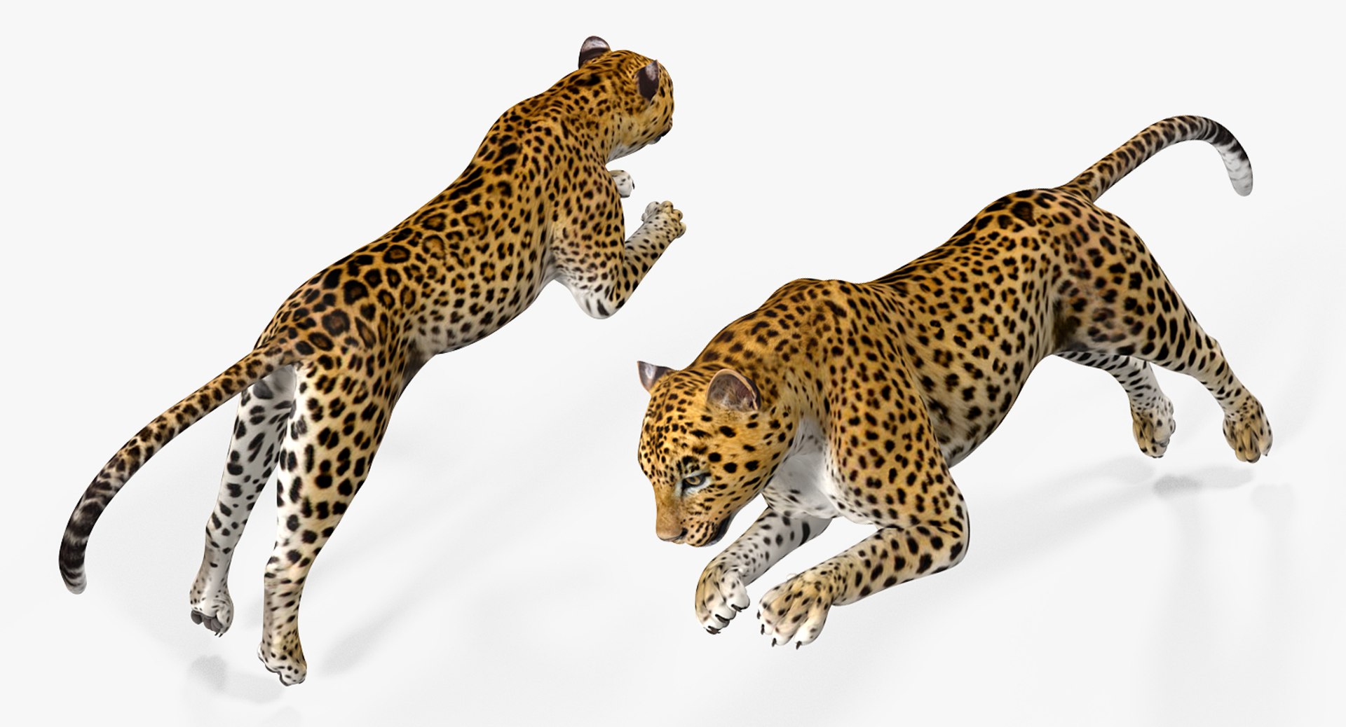 3D Leopard Rigged Animate - TurboSquid 1323679
