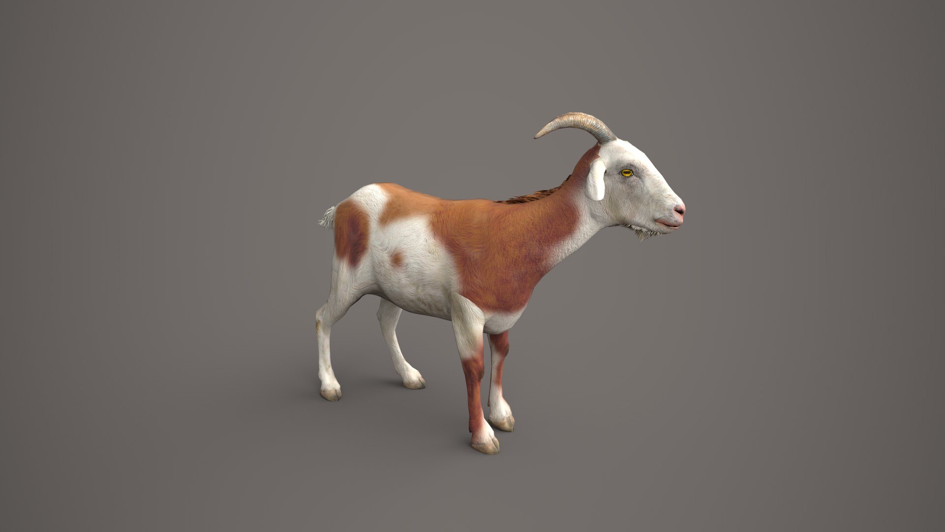 Dairy Brown Goat Model - TurboSquid 2032340
