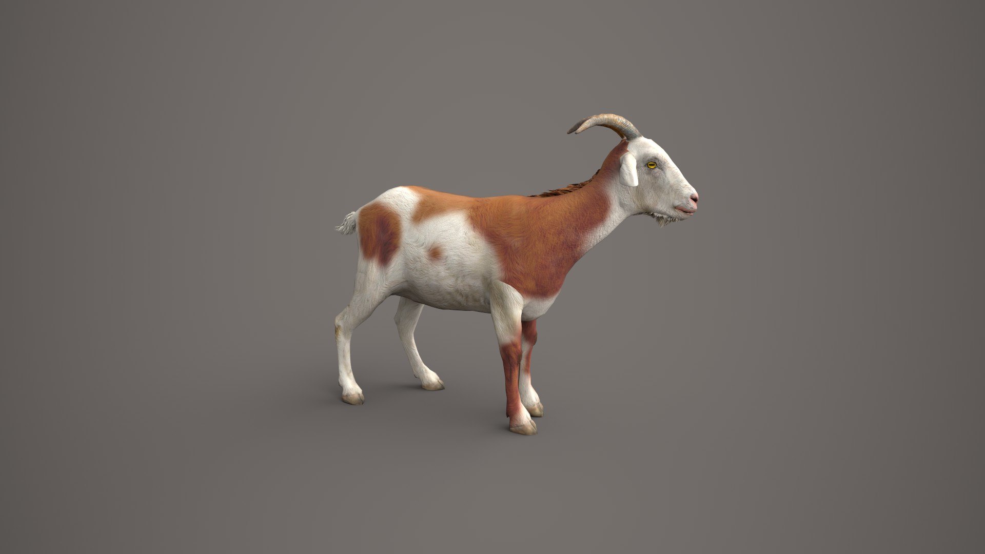 Dairy Brown Goat Model - TurboSquid 2032340