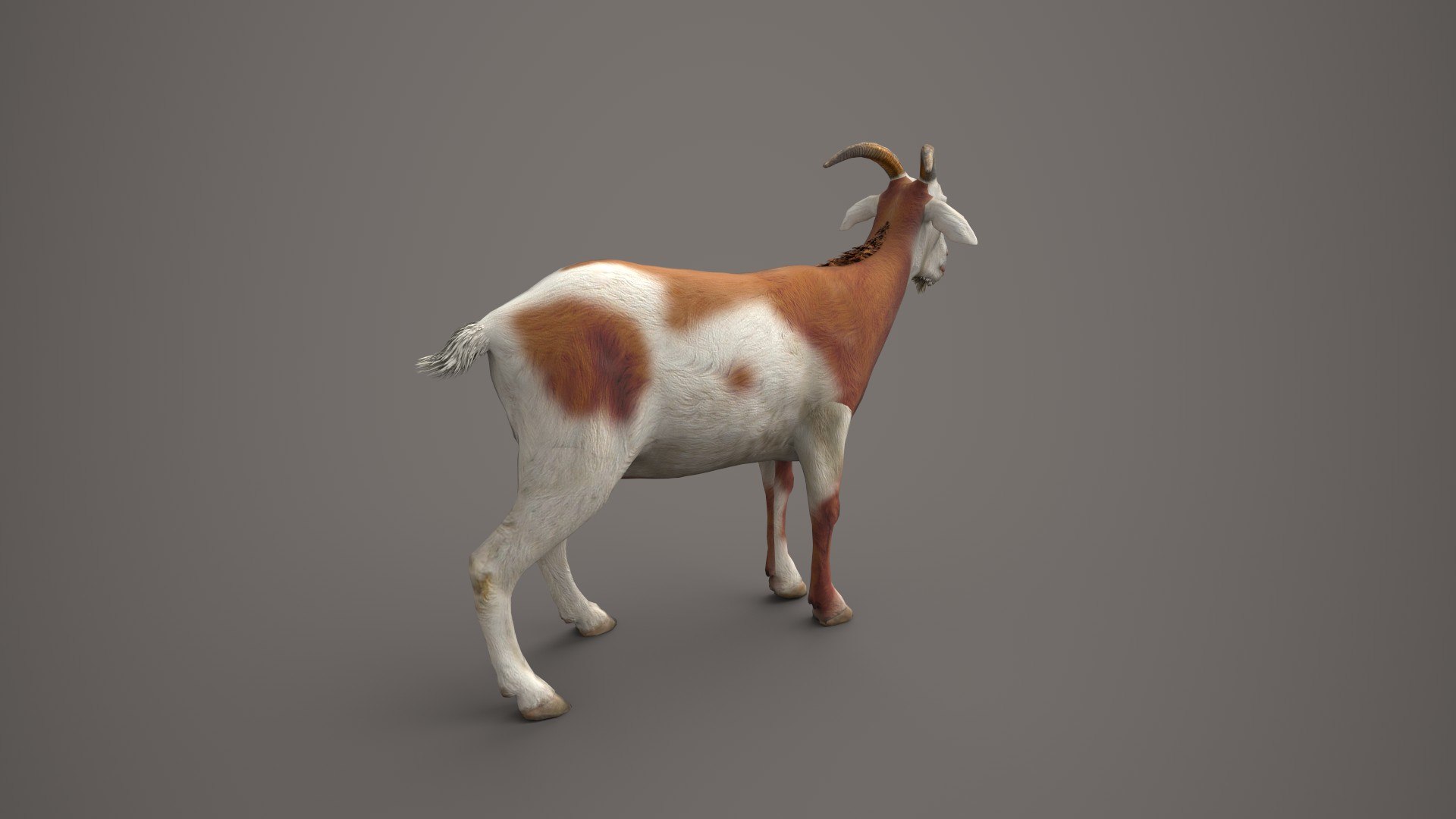 Dairy Brown Goat Model - TurboSquid 2032340