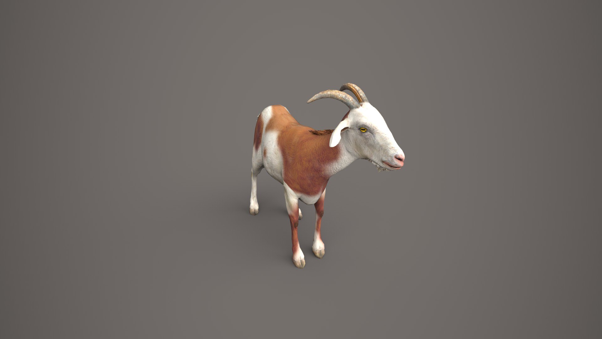 Dairy Brown Goat Model - TurboSquid 2032340
