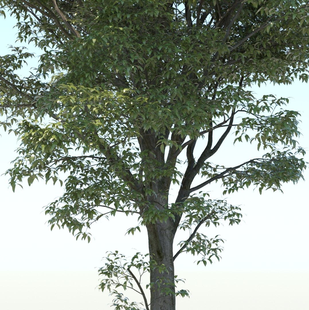 3D tree architectural visualization - TurboSquid 1189793
