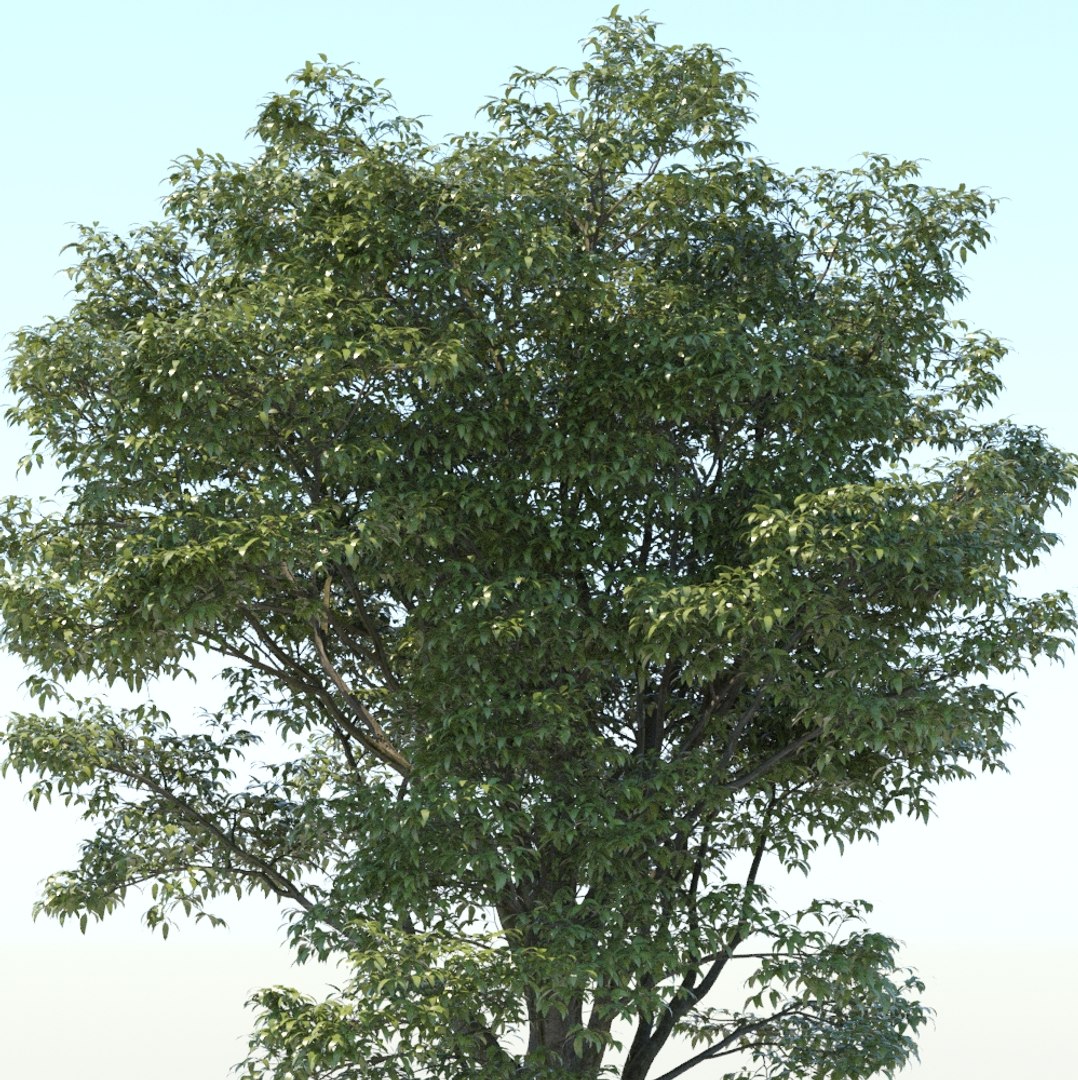 3D tree architectural visualization - TurboSquid 1189793