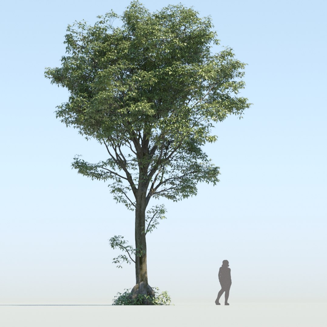 3D tree architectural visualization - TurboSquid 1189793