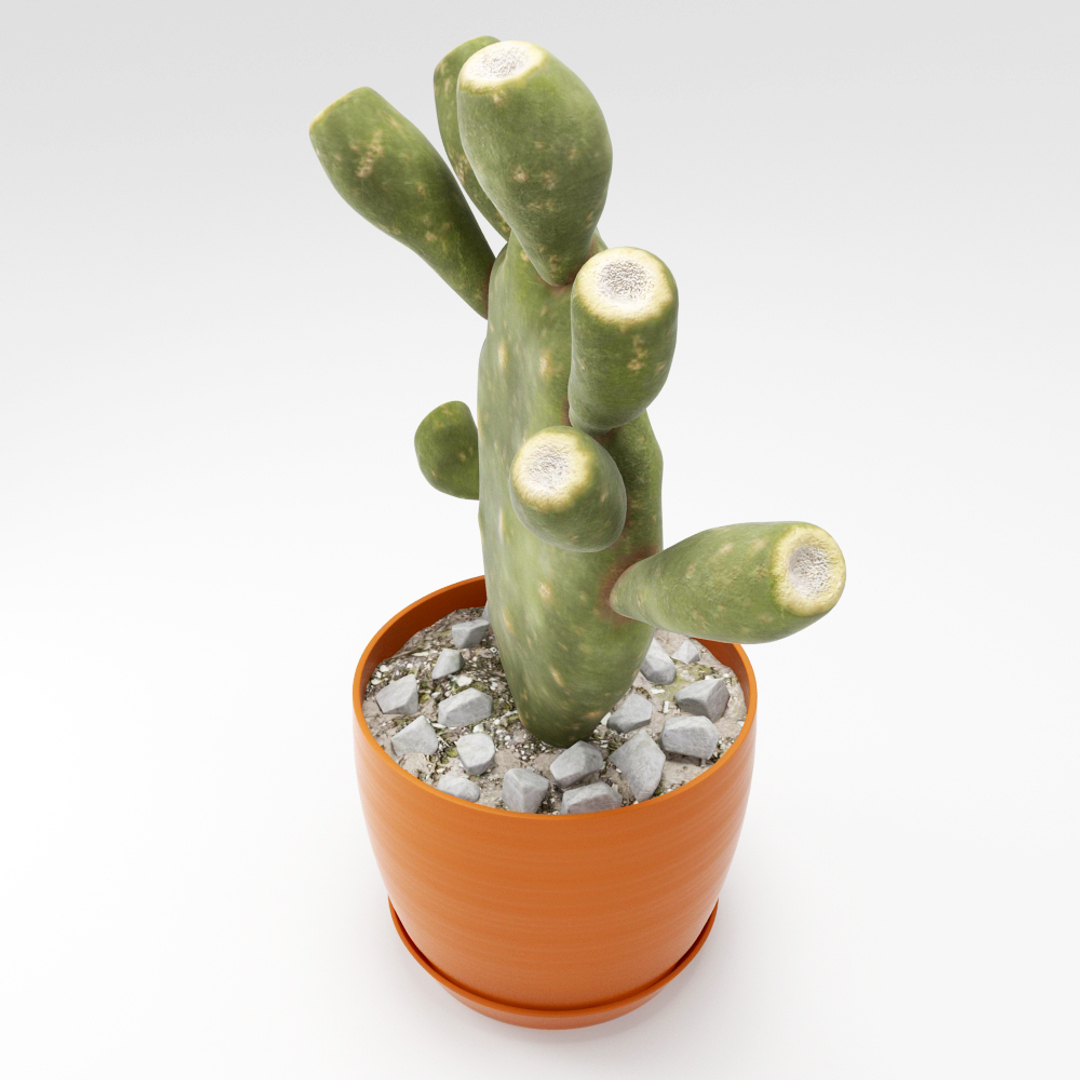 cactus pot max
