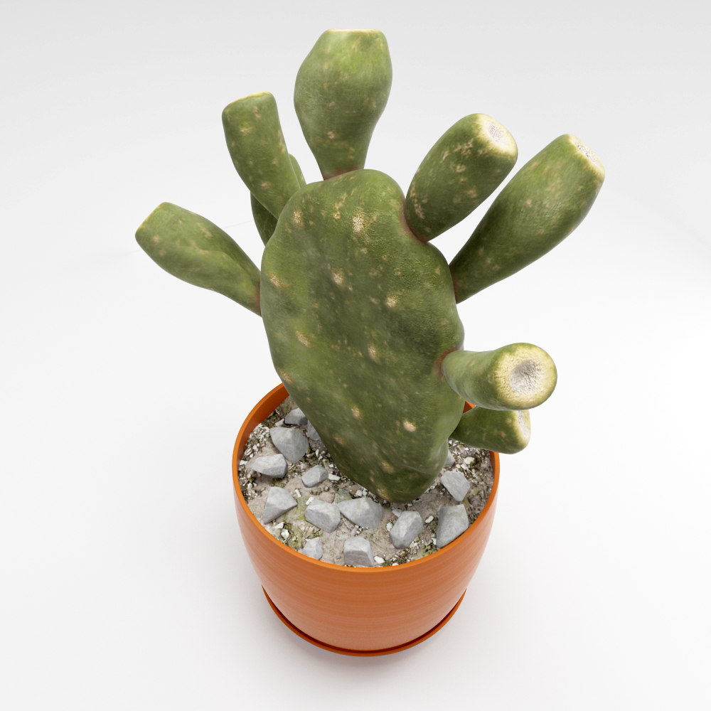 cactus pot max