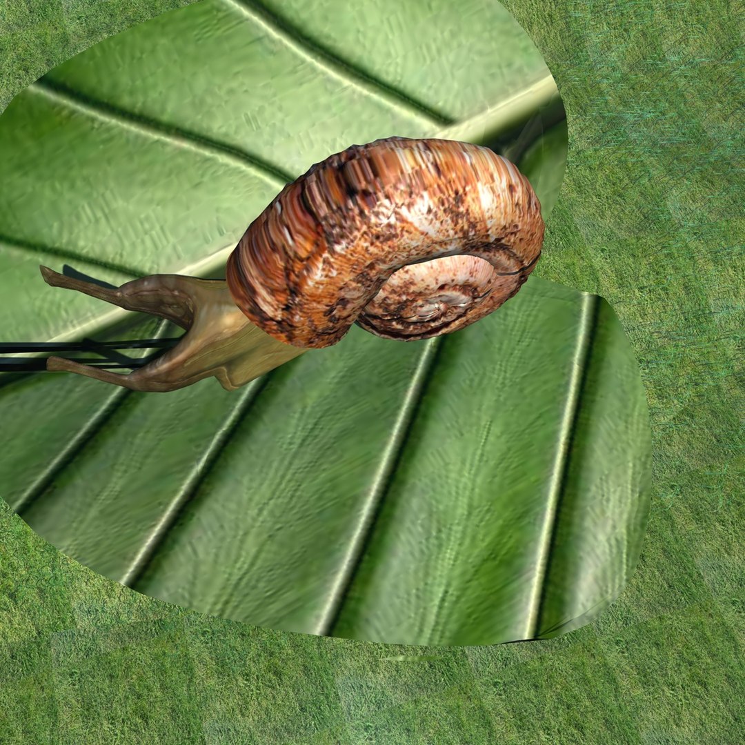 snail leaf 3d model