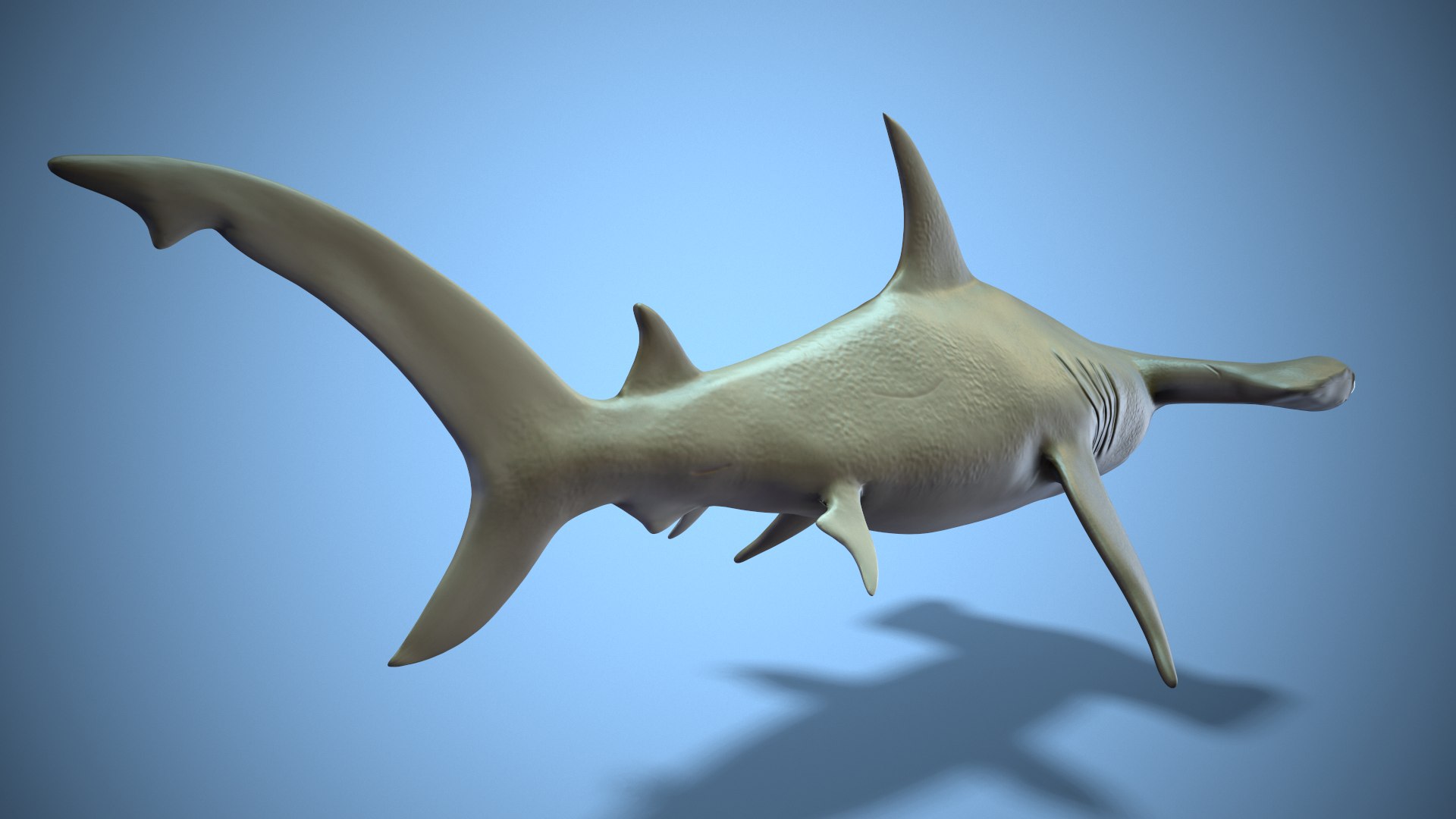 3D Model Hammerhead Shark - TurboSquid 1732714