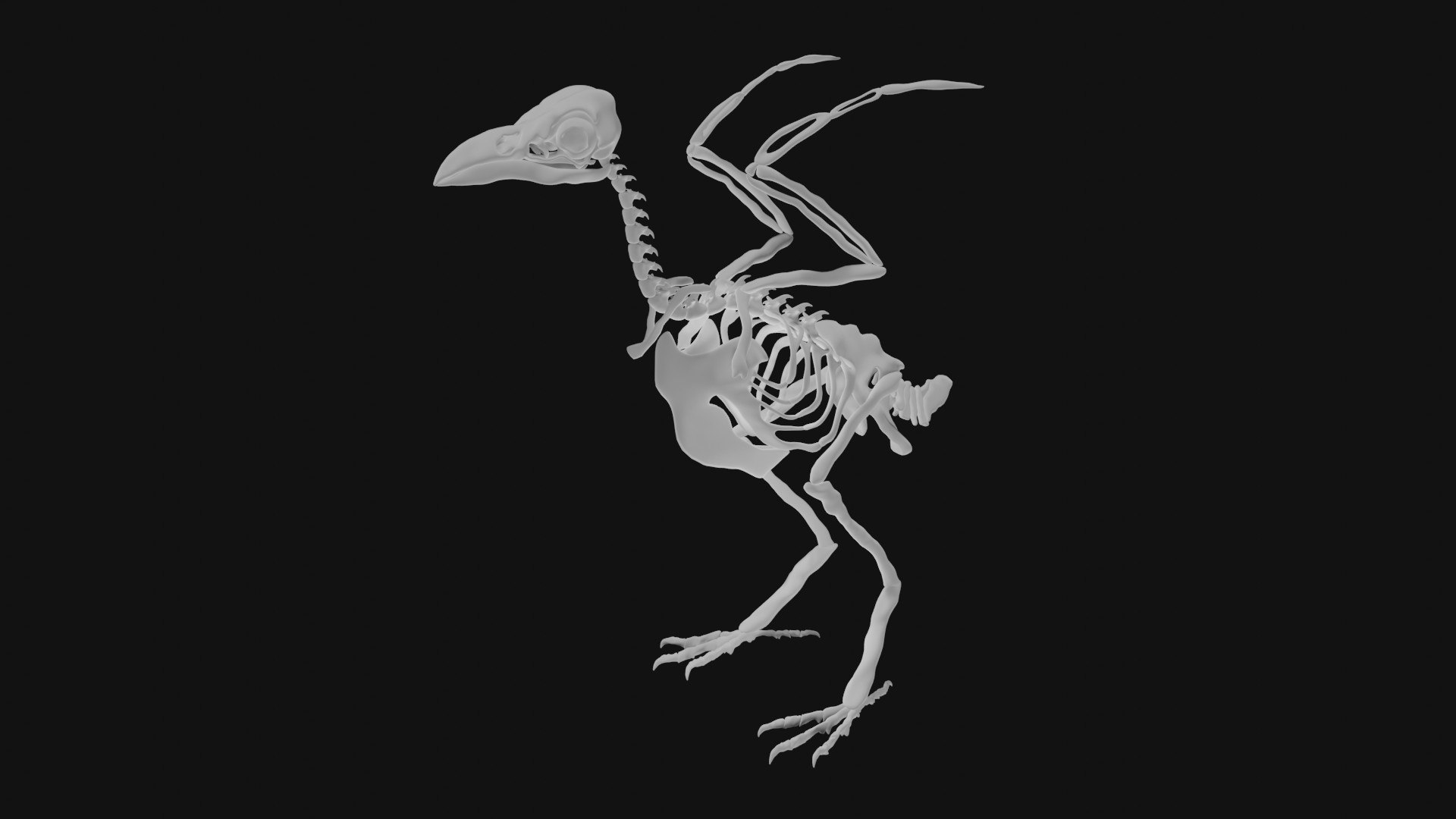 3D Raven Skeleton - TurboSquid 1992830