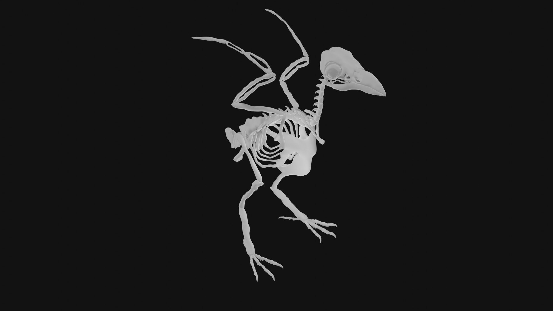 3D Raven Skeleton - TurboSquid 1992830