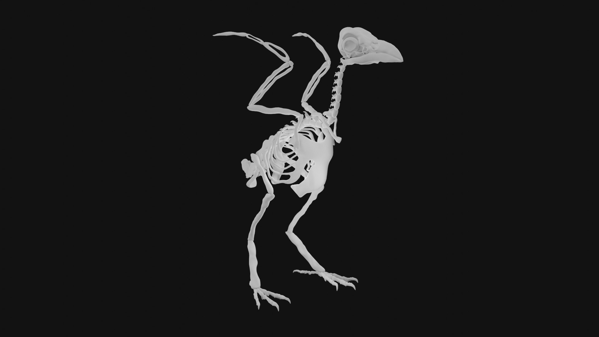 3D Raven Skeleton - TurboSquid 1992830