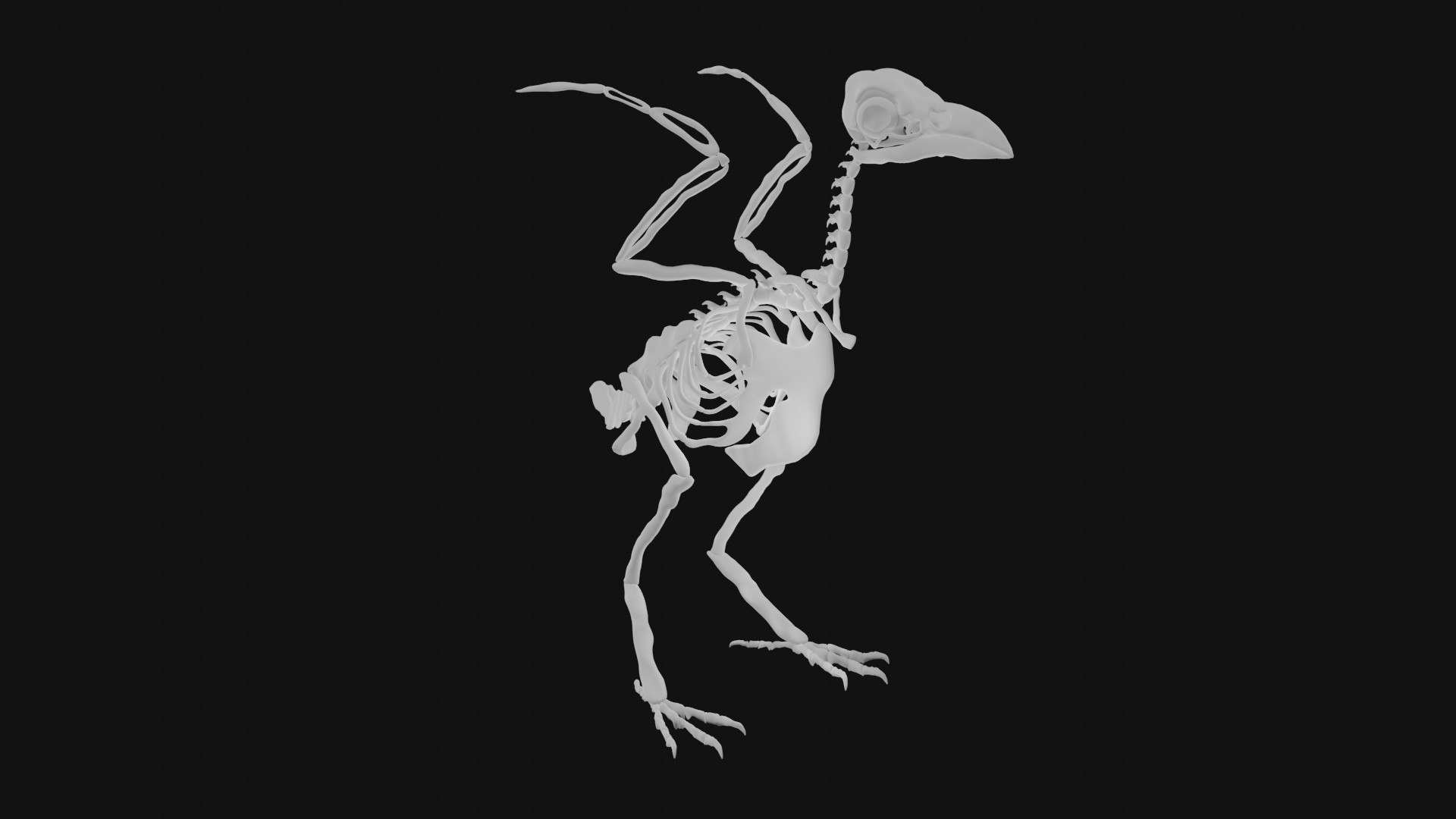3D Raven Skeleton - TurboSquid 1992830