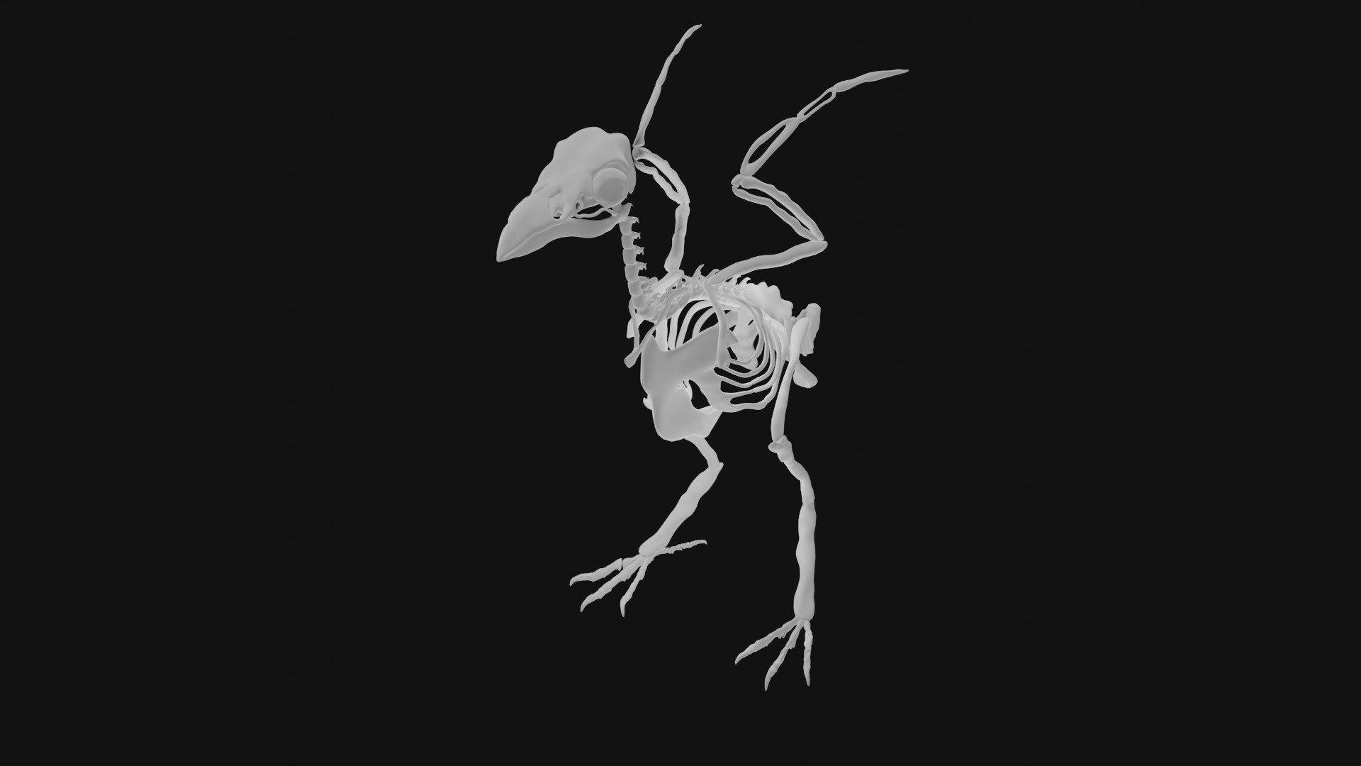 3D Raven Skeleton - TurboSquid 1992830