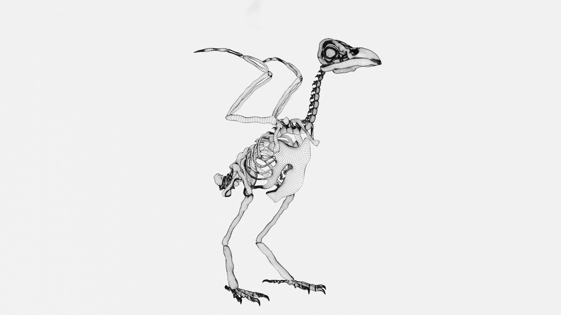 3D Raven Skeleton - TurboSquid 1992830