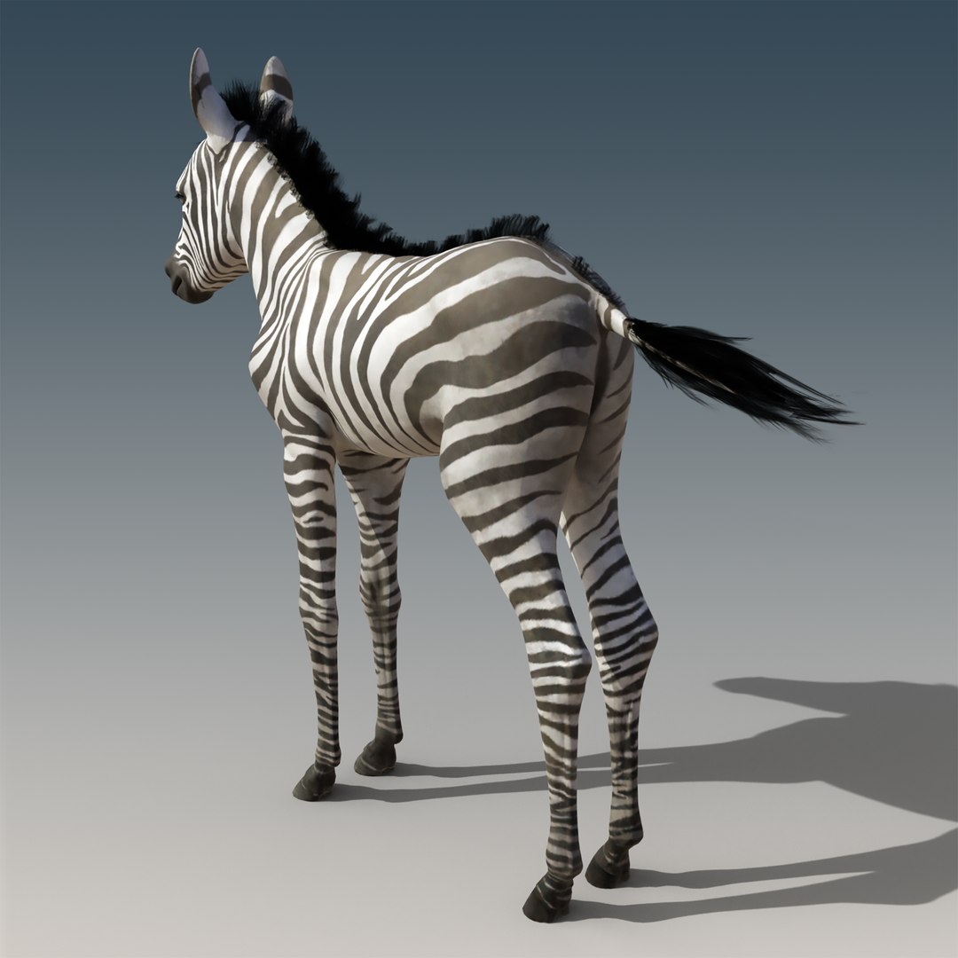 3D model Baby Zebra Foals Rigged - TurboSquid 2100428