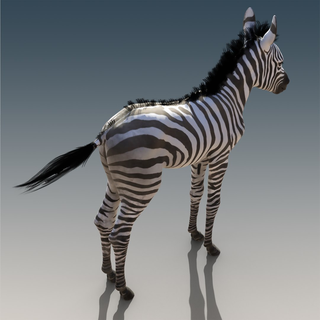 3D model Baby Zebra Foals Rigged - TurboSquid 2100428