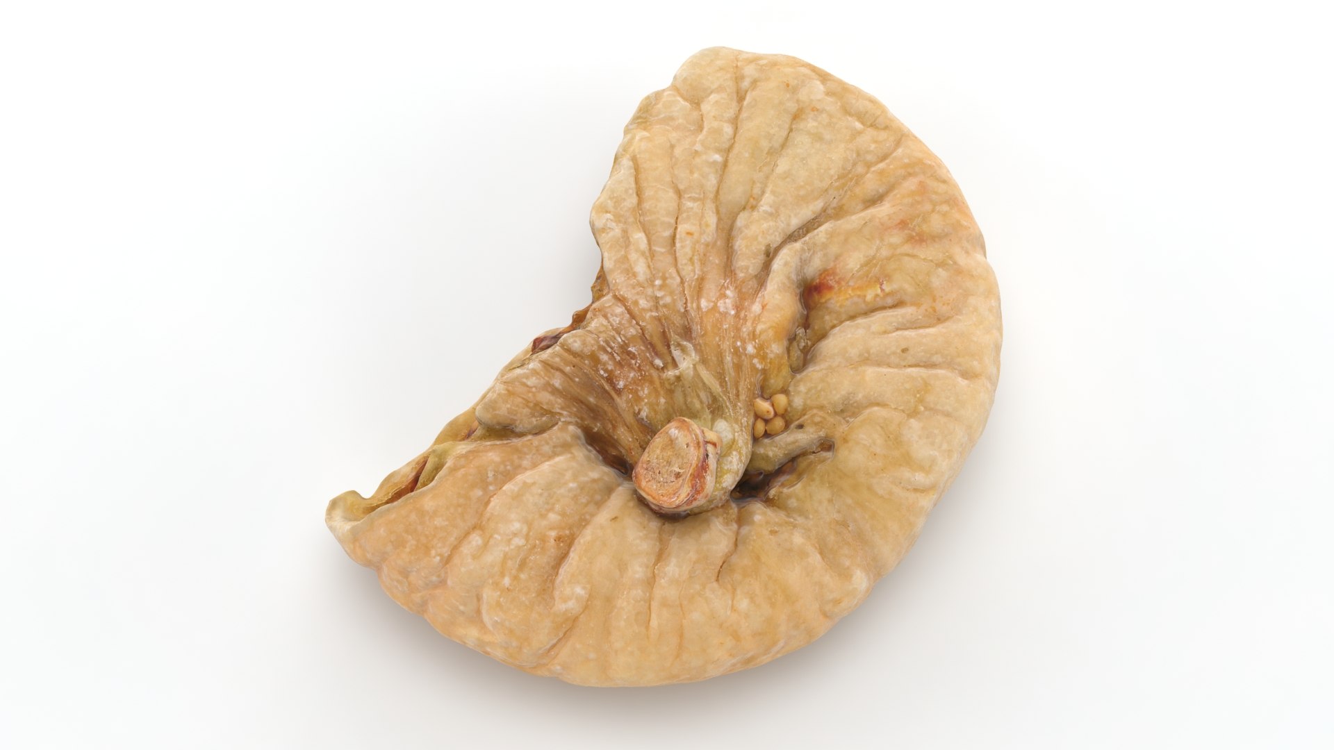 Dry Fig Cut 3D Model - TurboSquid 2007455