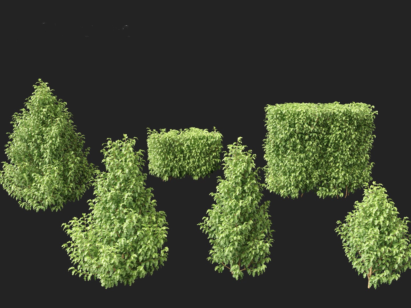 Oleria paniculata - Akiraho 3D model - TurboSquid 2178481