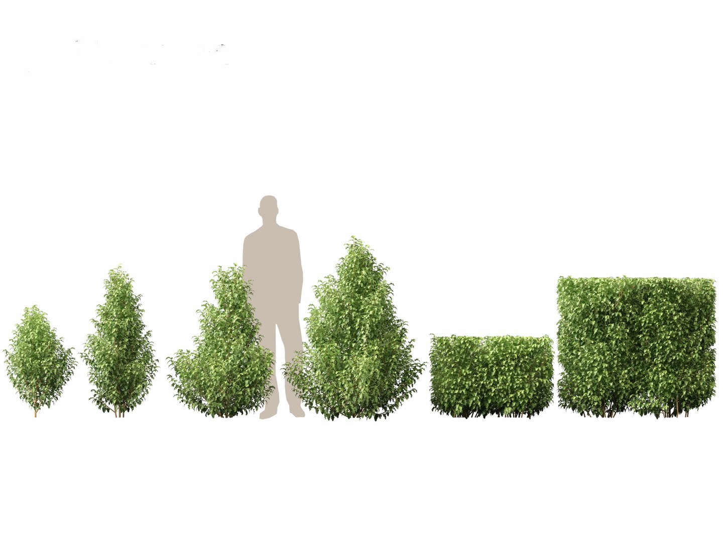 Oleria paniculata - Akiraho 3D model - TurboSquid 2178481