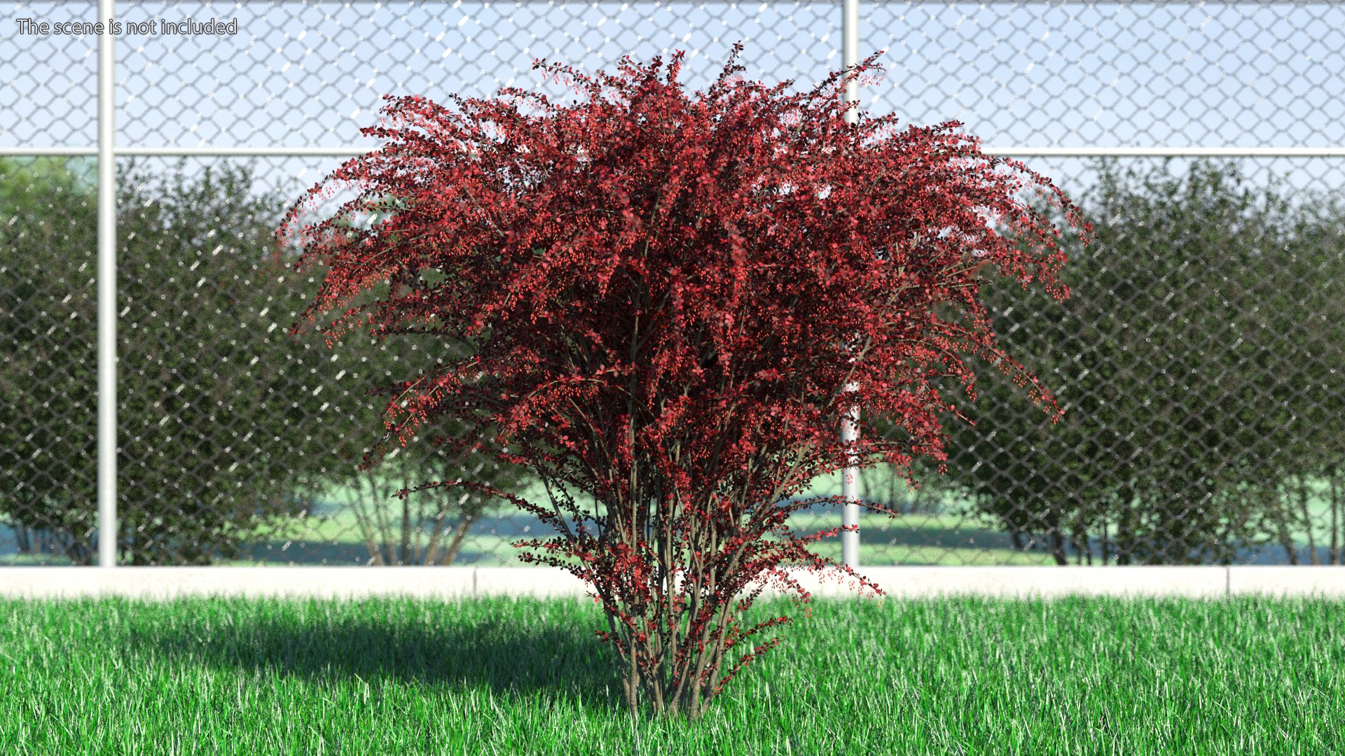 Barberry Bush Red With Fruits 3D Model - TurboSquid 1833309