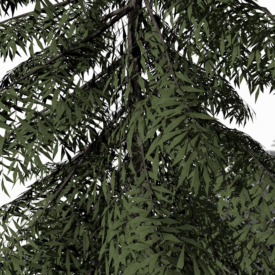 3D yellow cypress tree model - TurboSquid 1299588