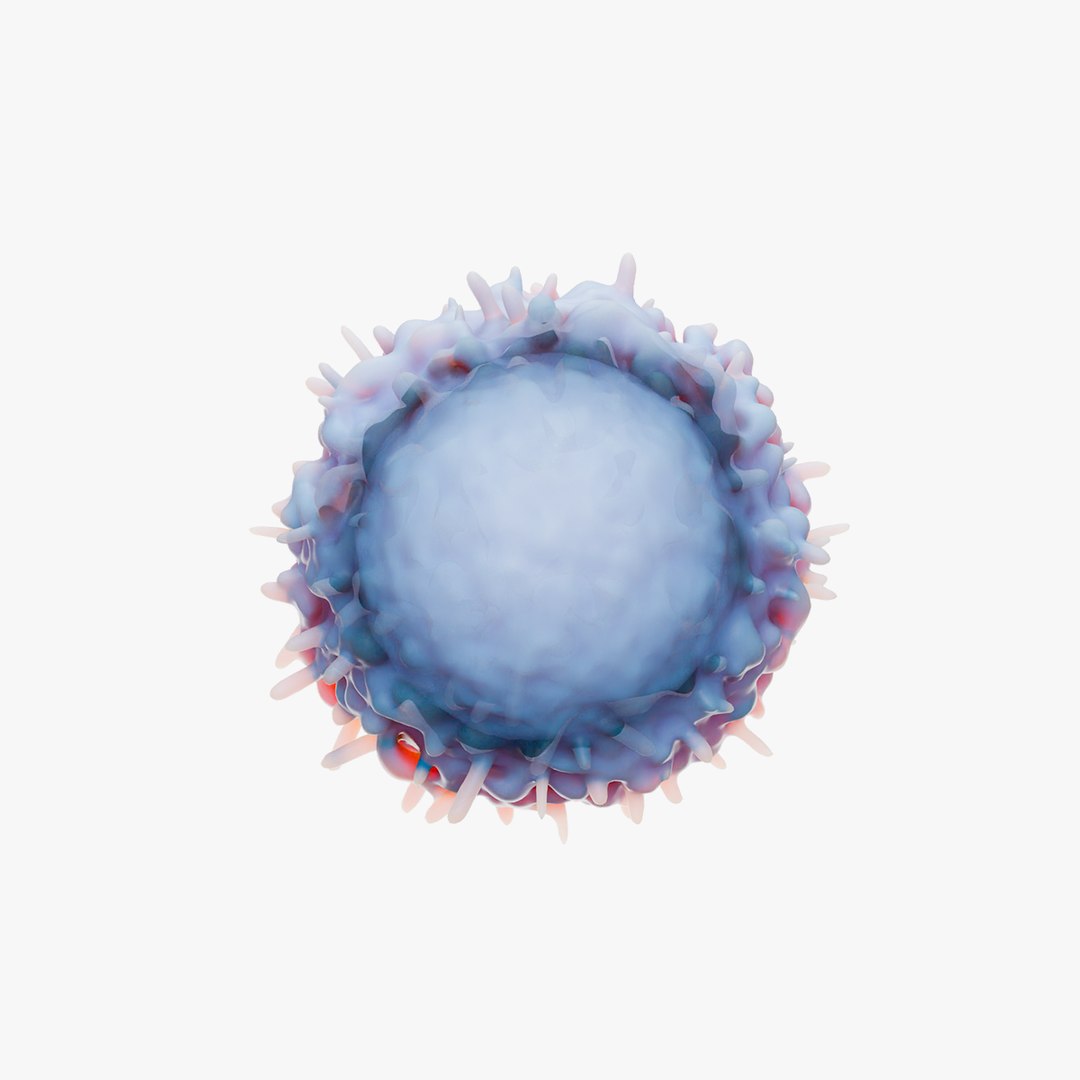 Lymphocyte White Cell 3D Model - TurboSquid 2344859