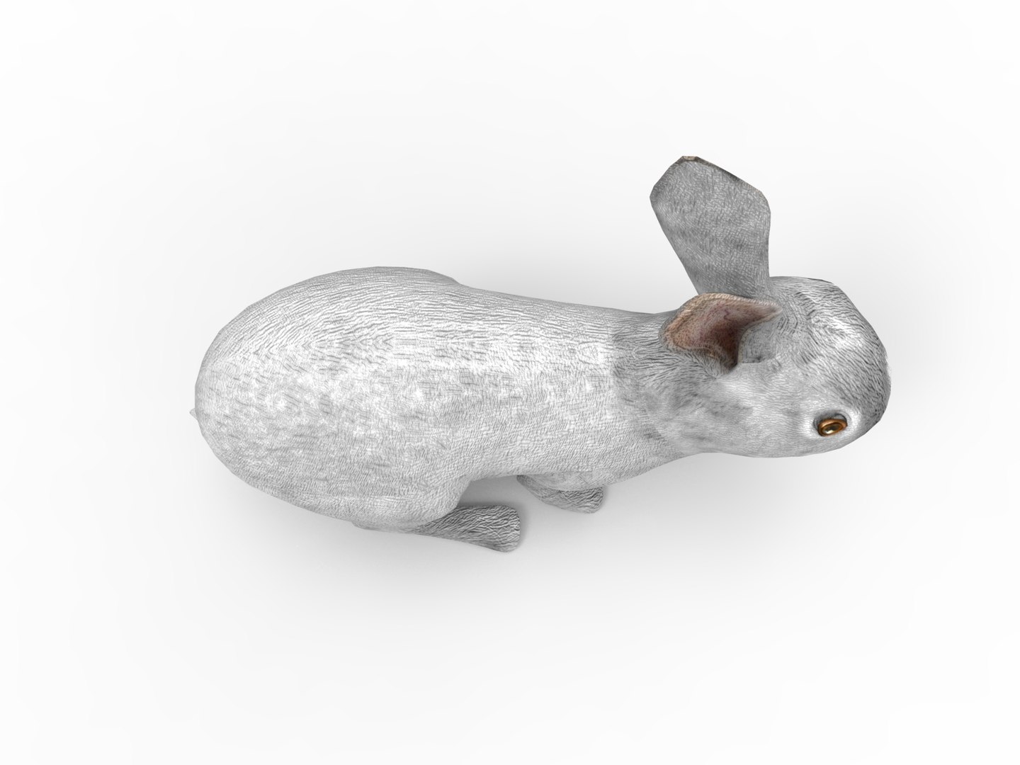 3D Model Rabbit - TurboSquid 1194326