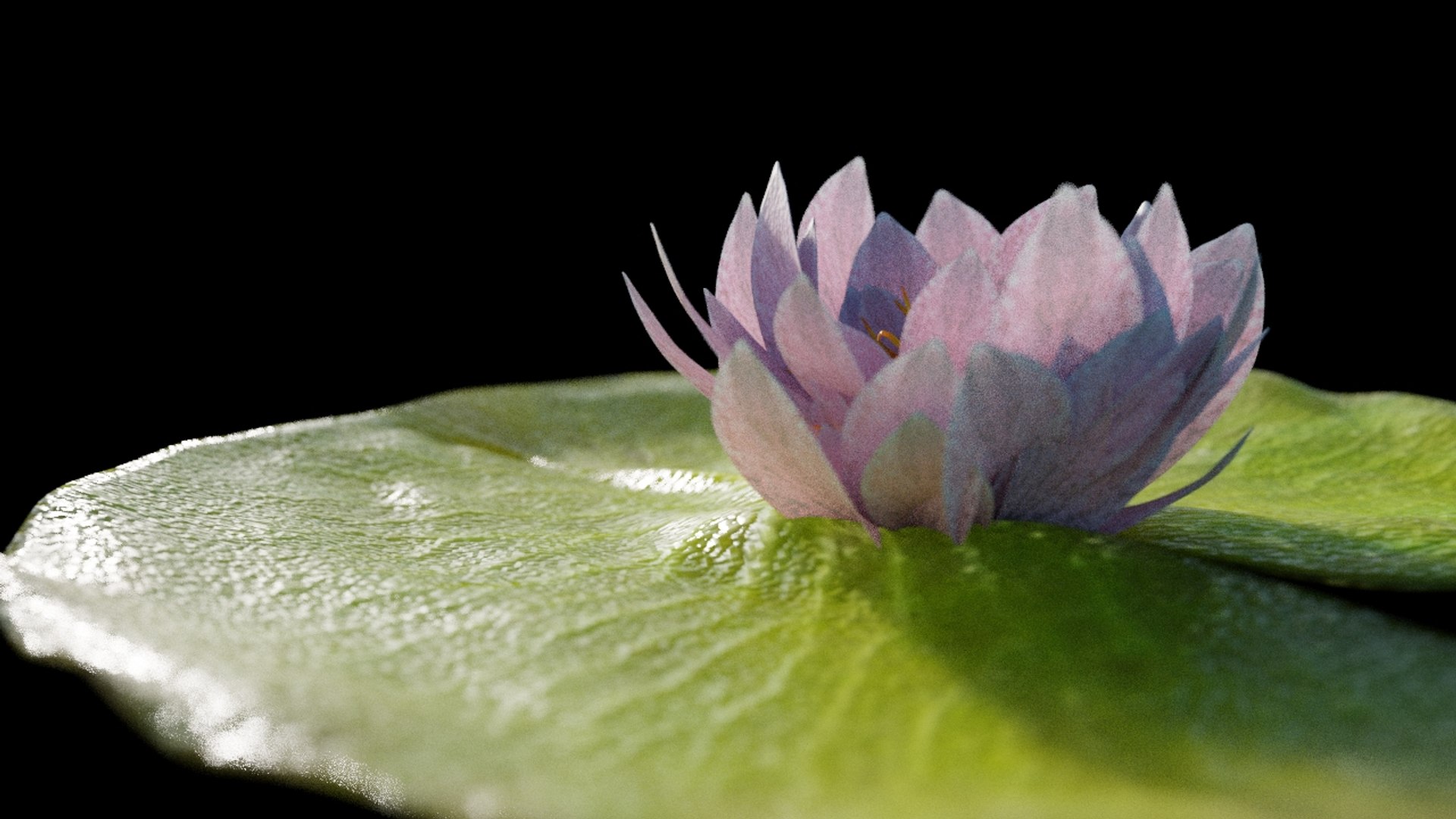 3D Lily Pad - TurboSquid 1166393