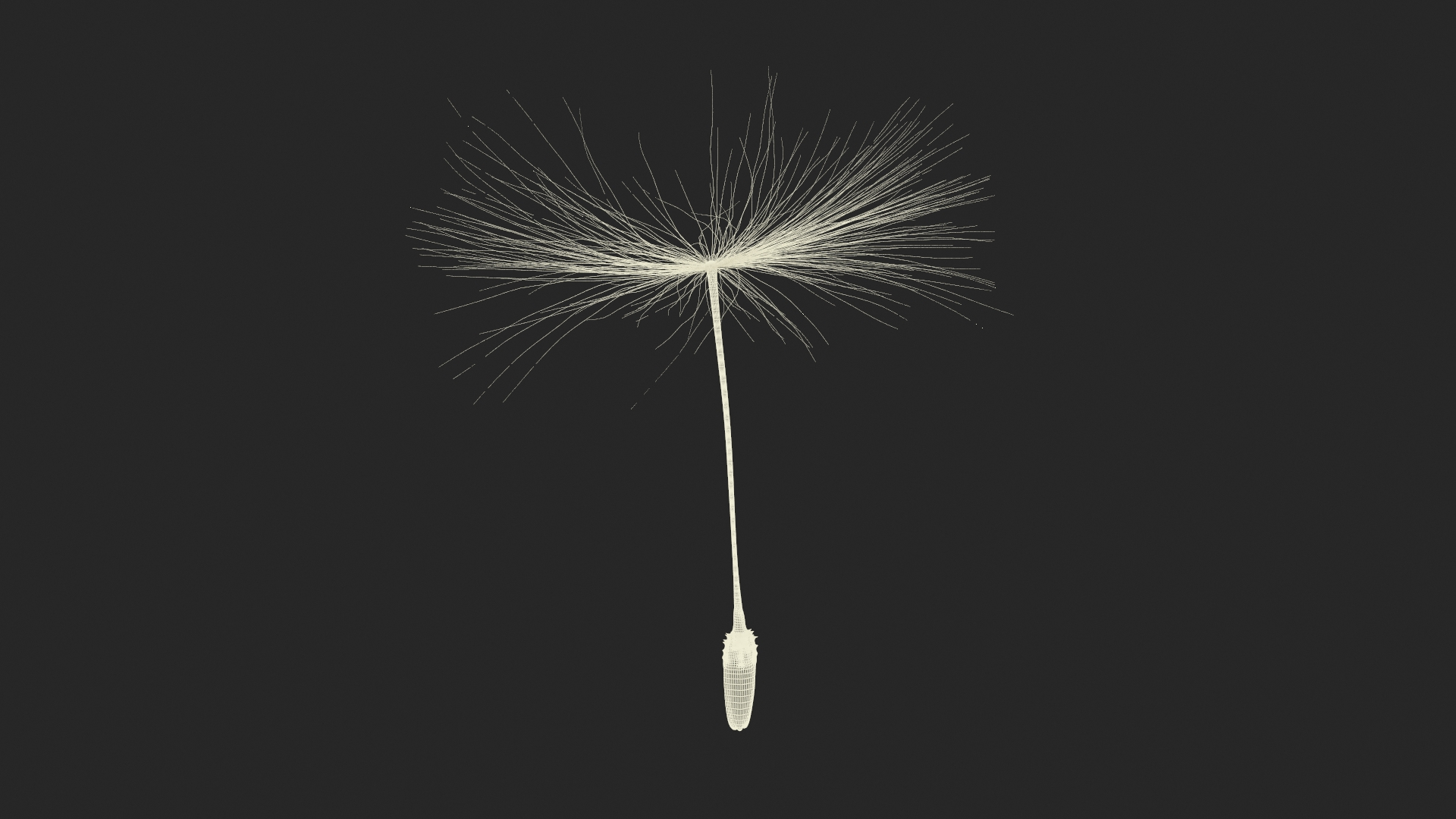 3d Dandelion Seed