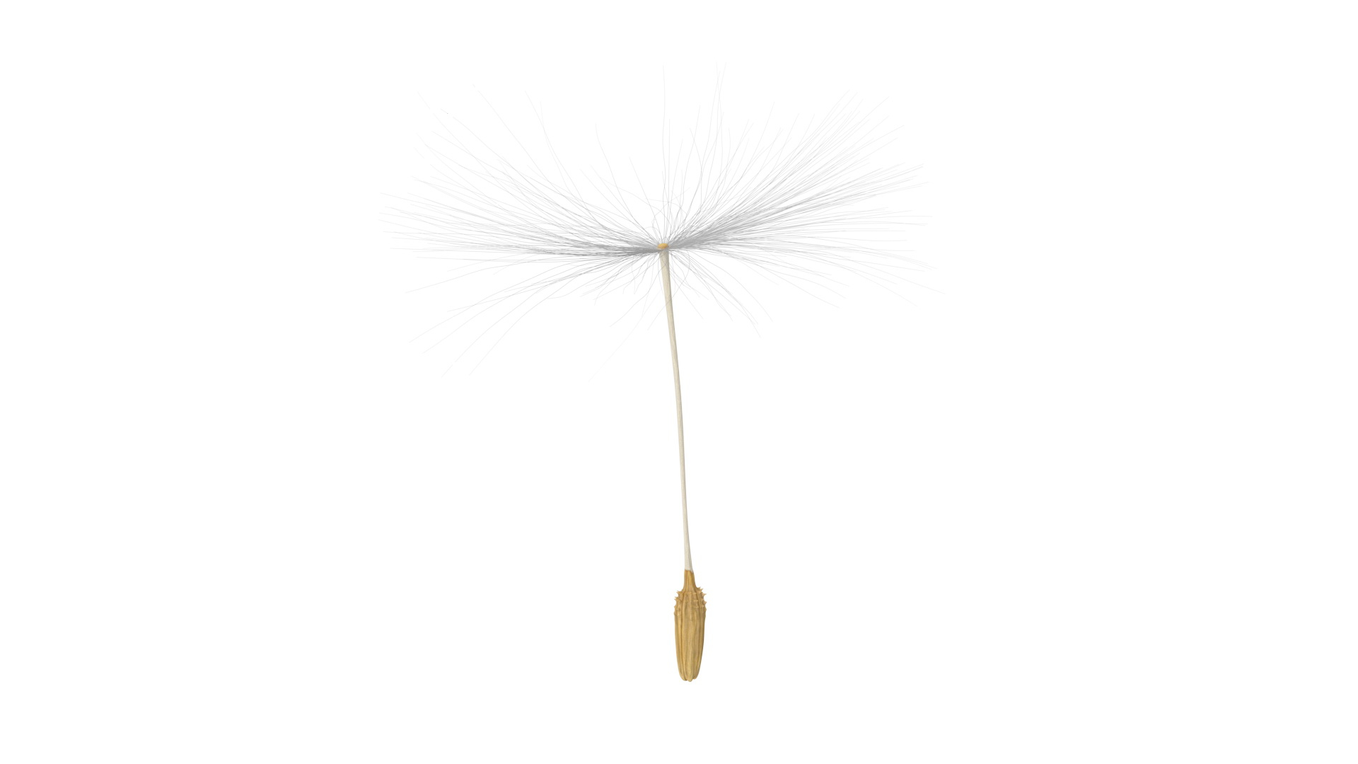 dandelion seed 3d