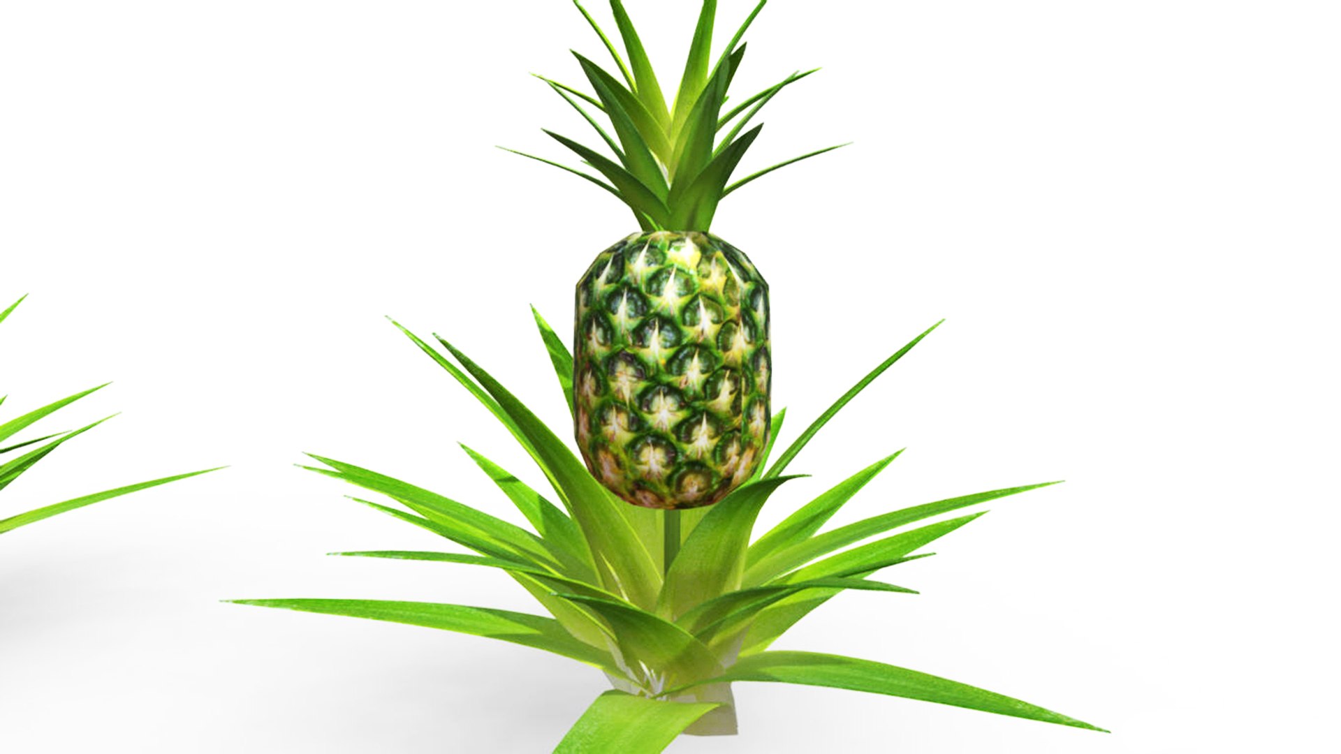 3D Model Pineapple Tree - TurboSquid 2249052