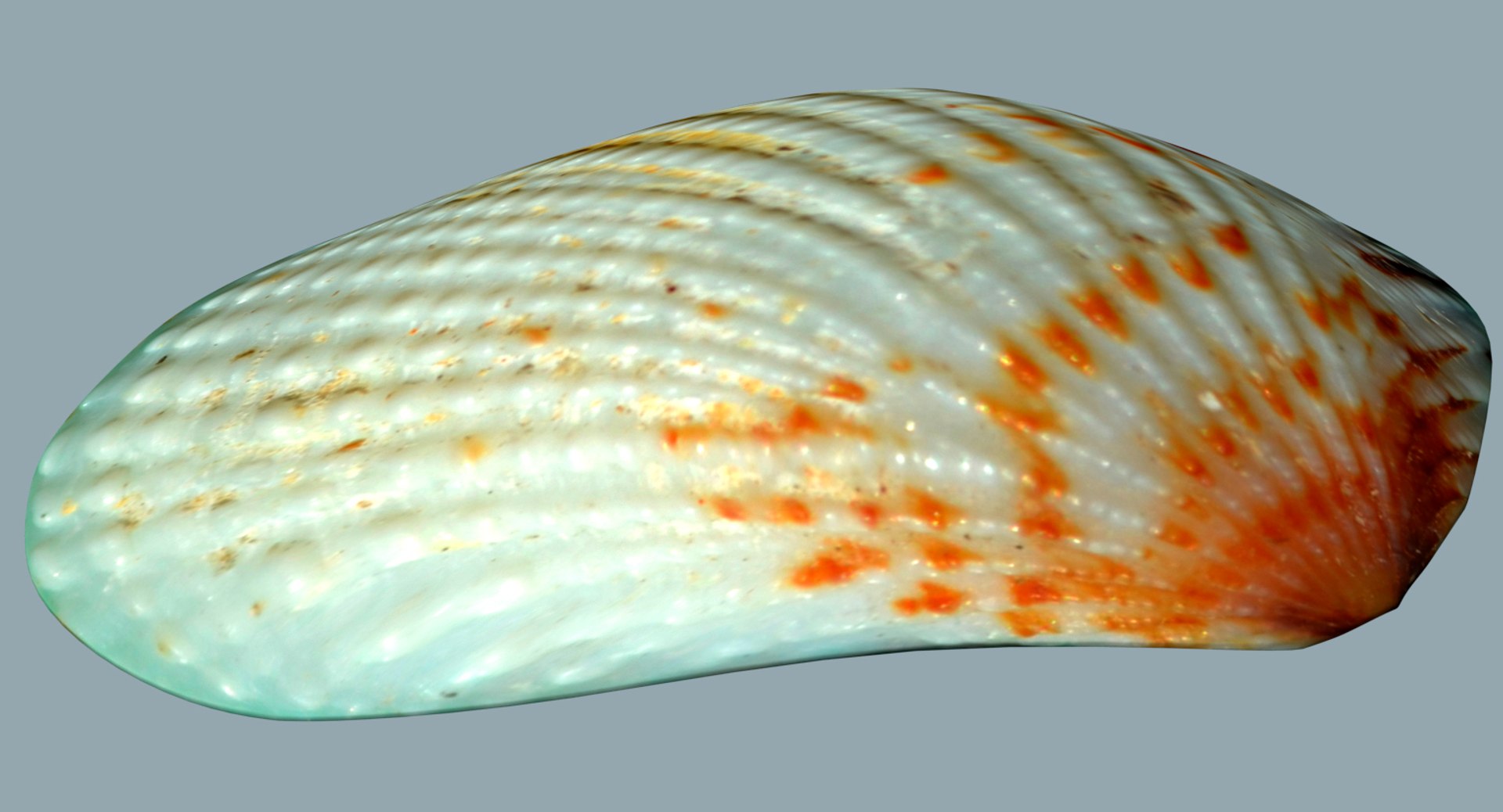 Clam Shell 3D Model - TurboSquid 1401445