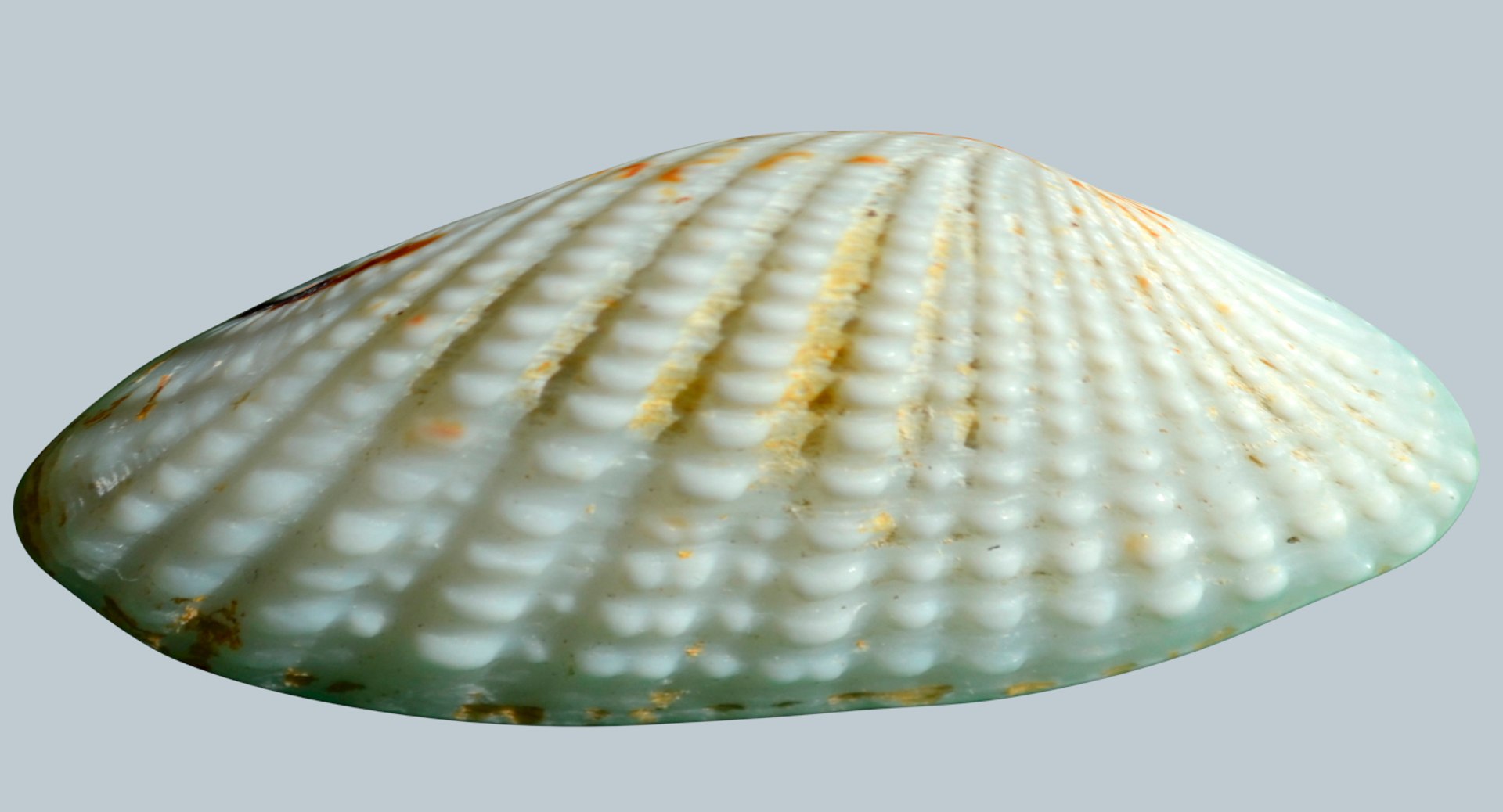 Clam Shell 3D Model - TurboSquid 1401445