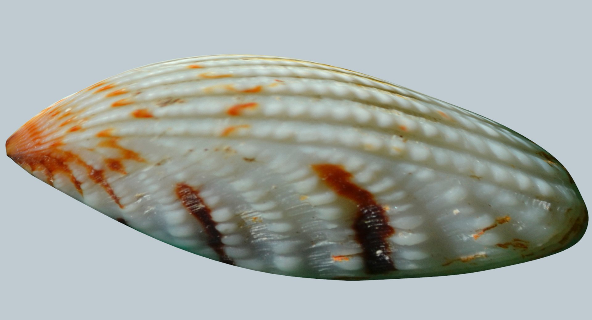Clam Shell 3D Model - TurboSquid 1401445