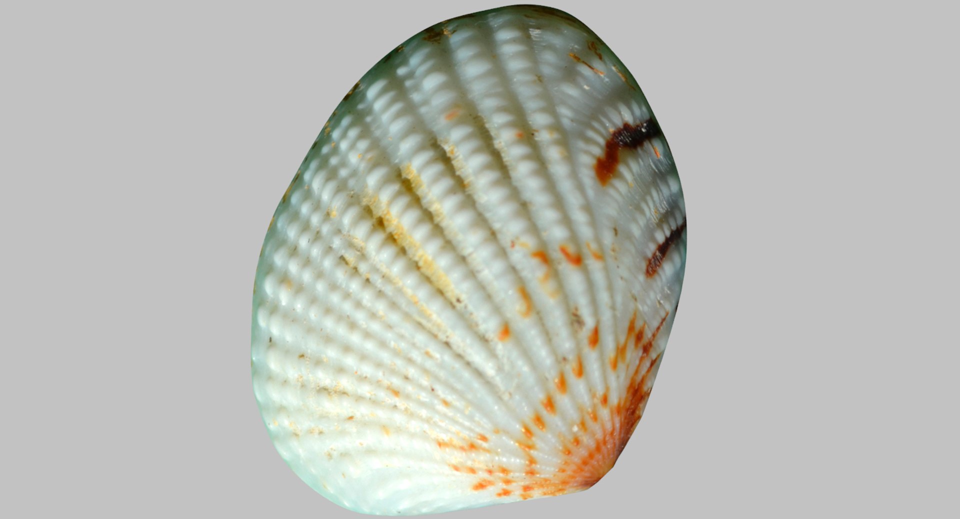 Clam Shell 3D Model - TurboSquid 1401445