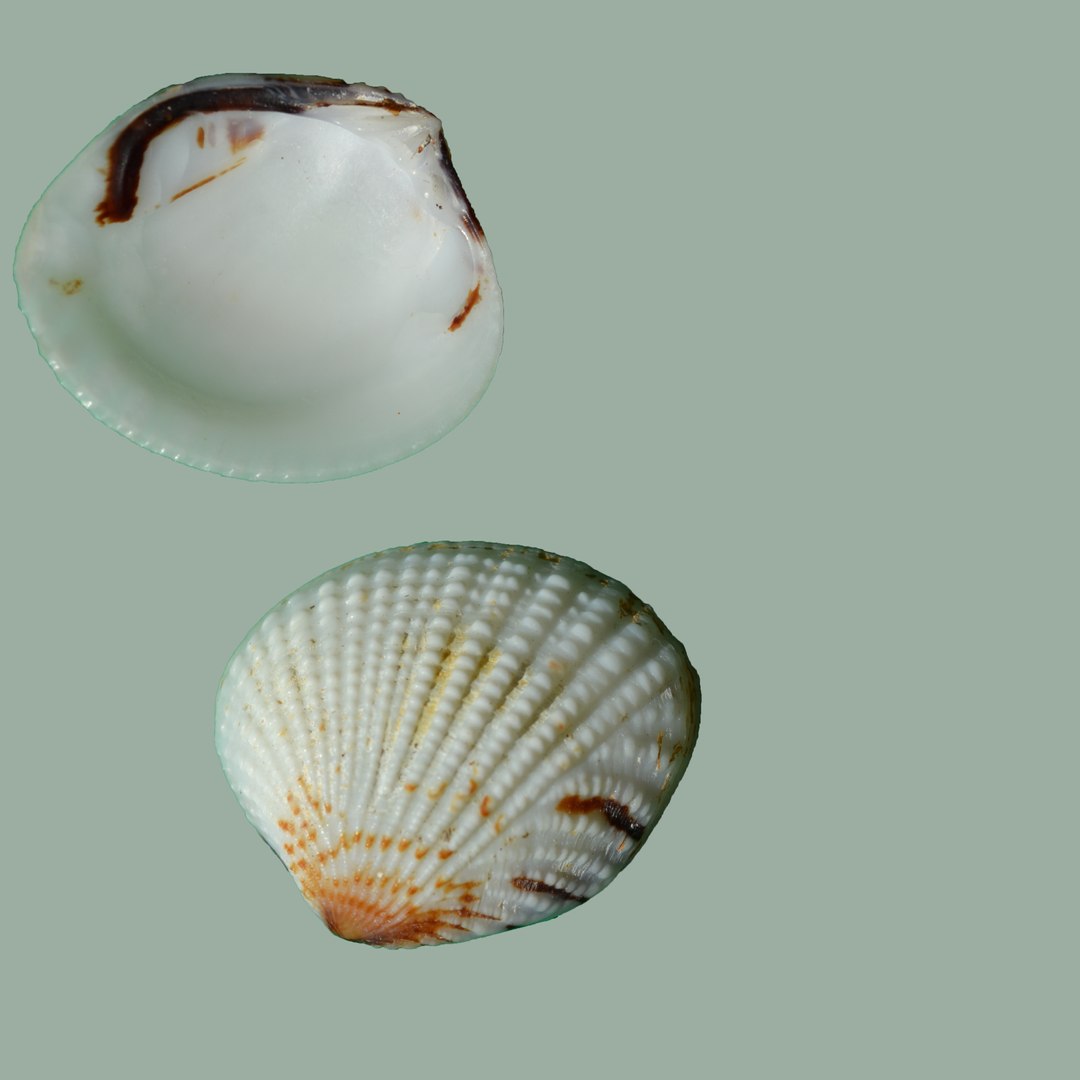 Clam Shell 3D Model - TurboSquid 1401445