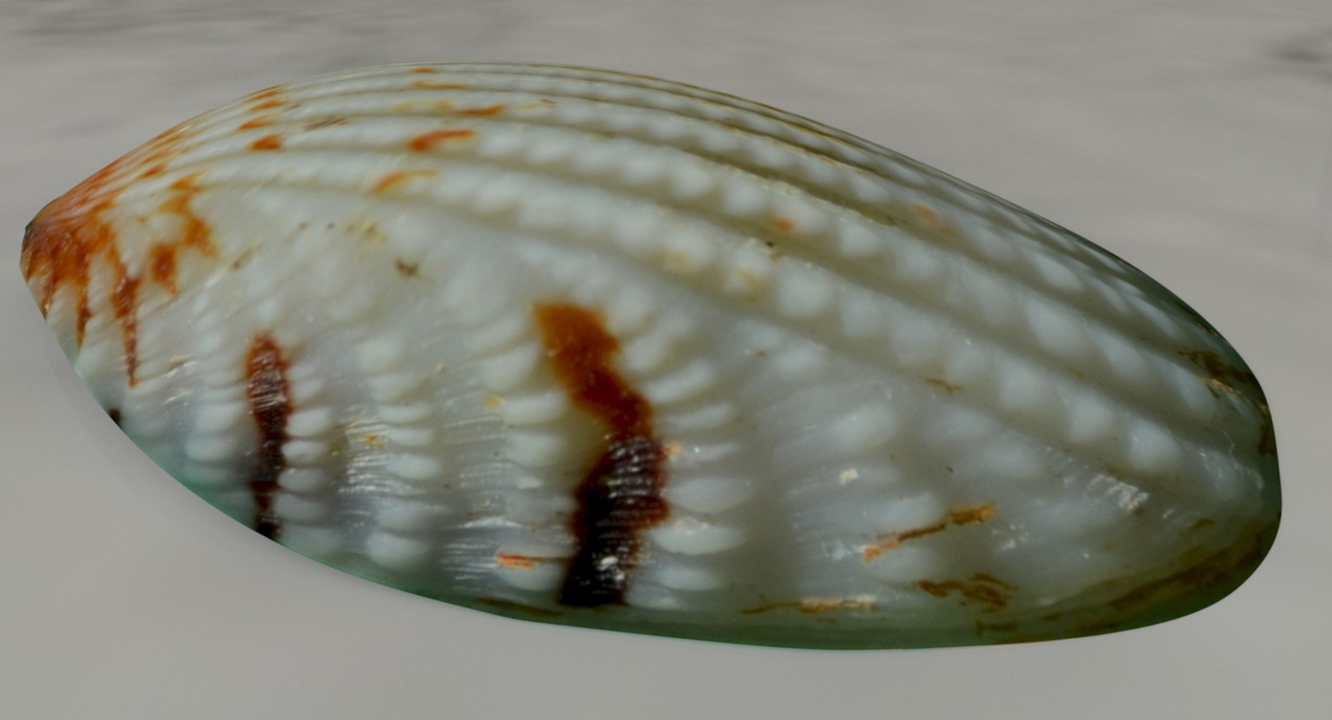 Clam Shell 3D Model - TurboSquid 1401445